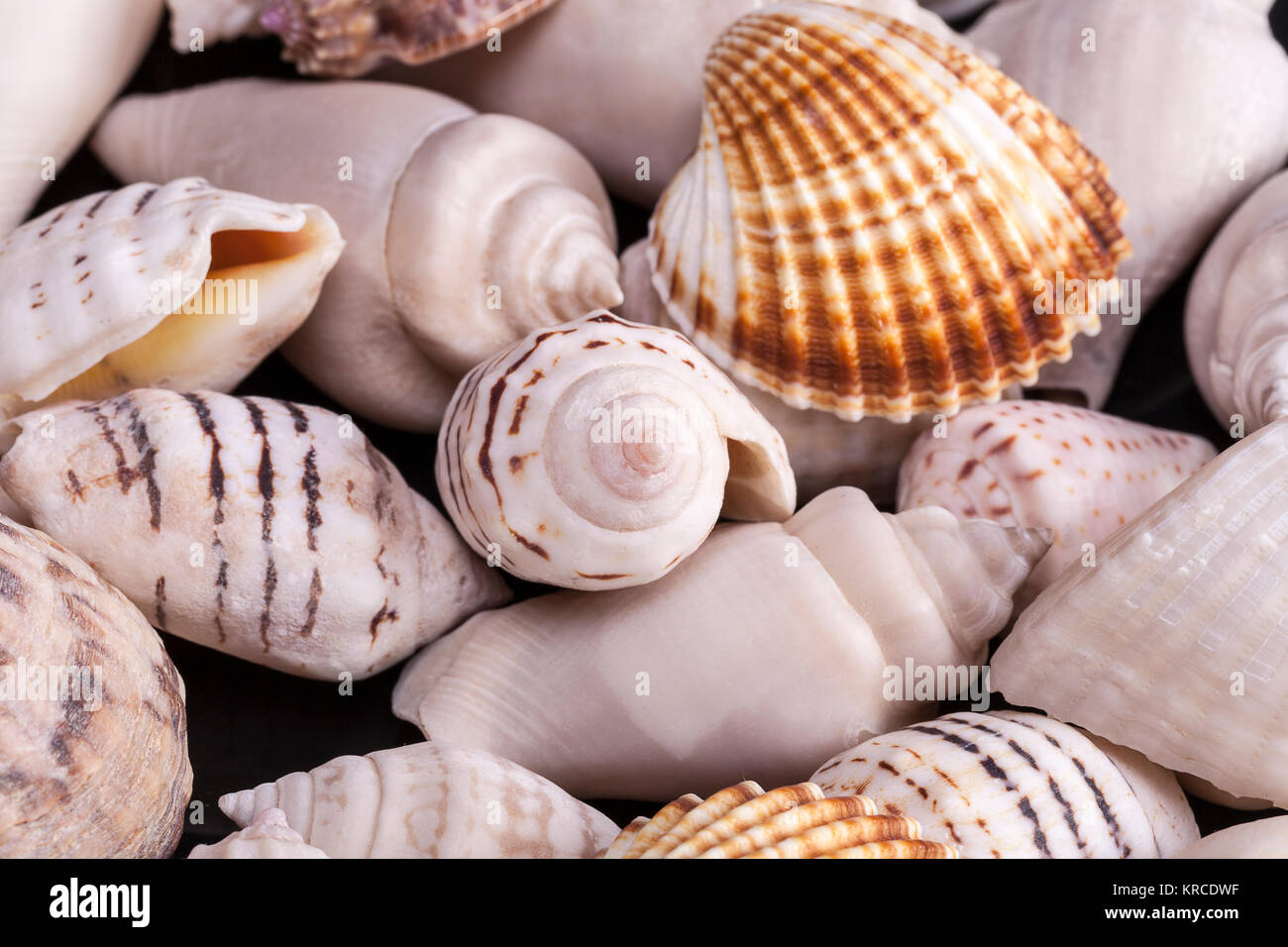 Range of shell shapes hi-res stock photography and images - Alamy
