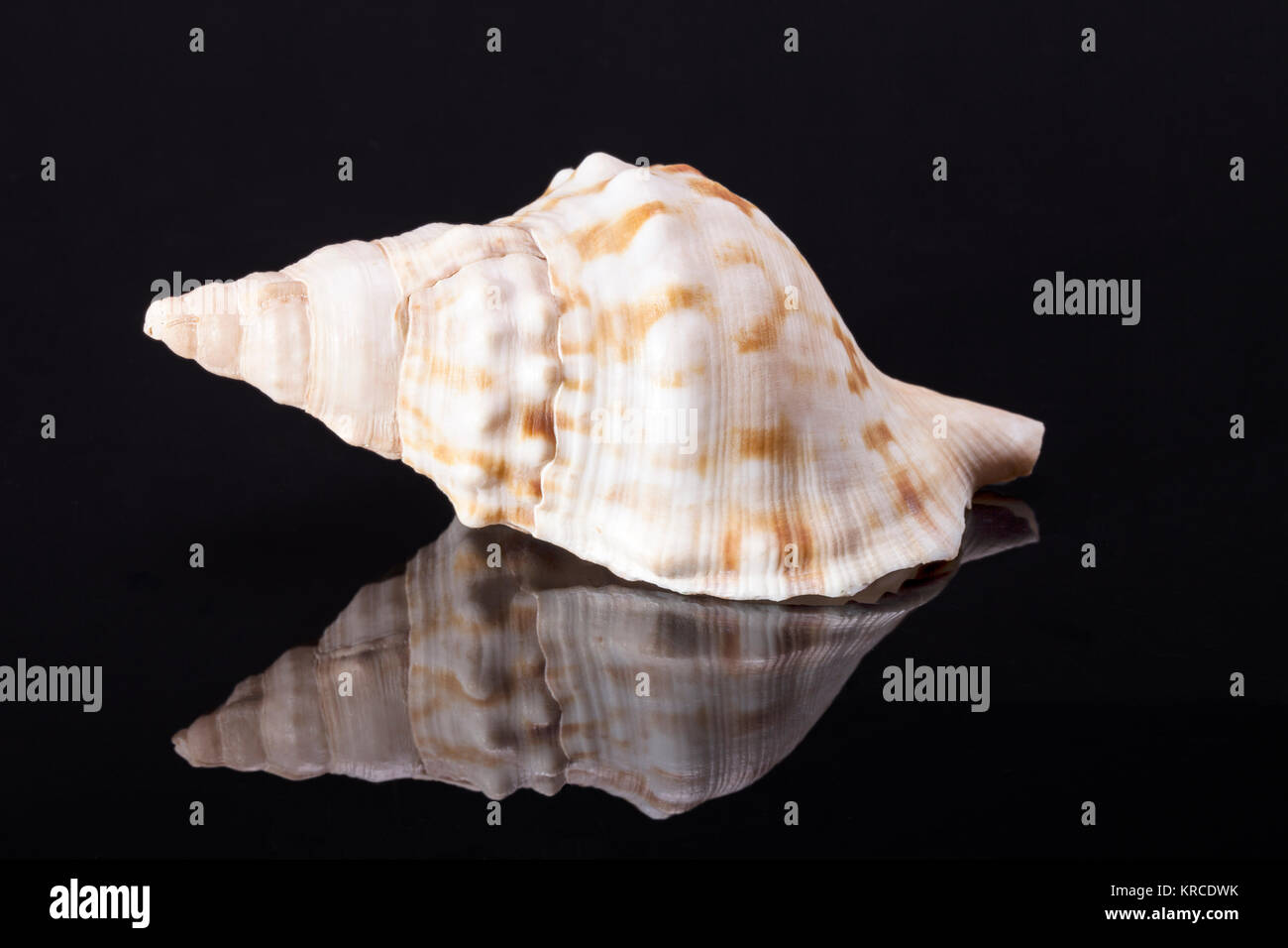 Single sea shell of marine snail, horse conch isolated on black ...