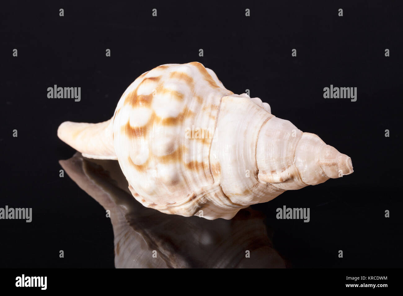 Single sea shell of marine snail, horse conch isolated on black ...