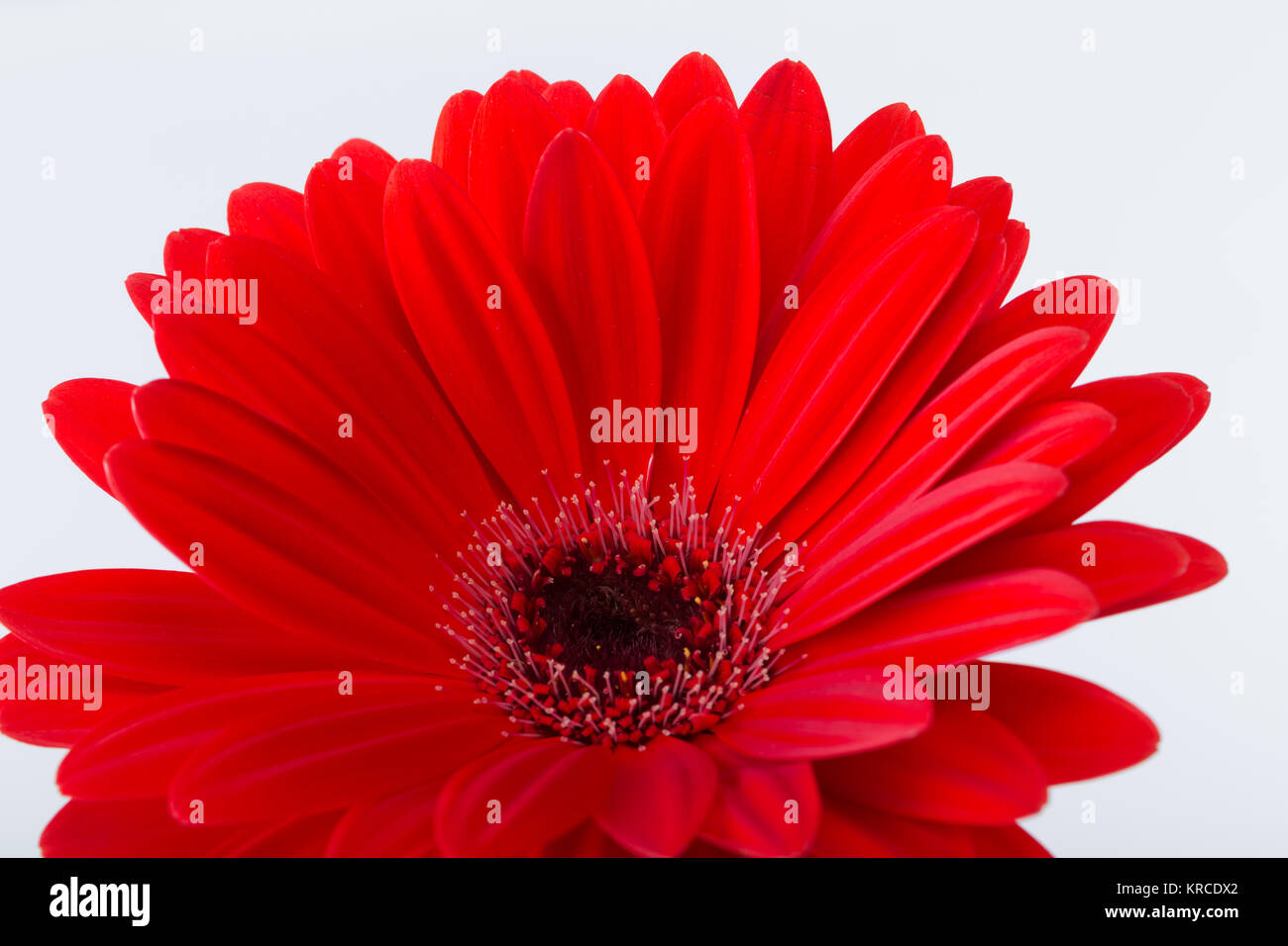 red gerbera daisy flower Stock Photo - Alamy