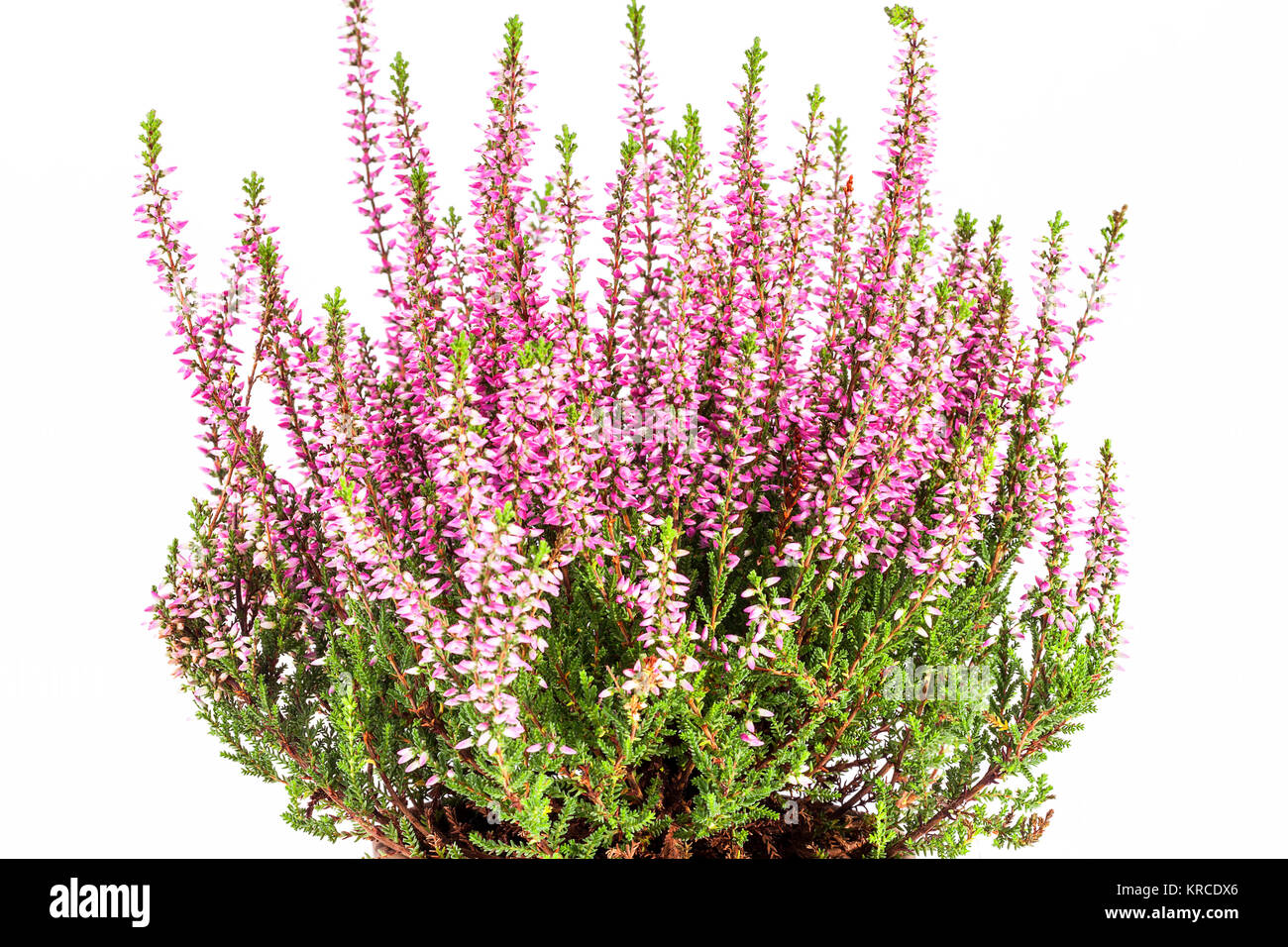 Flowers of pink Calluna vulgaris in pot on white background Stock Photo ...