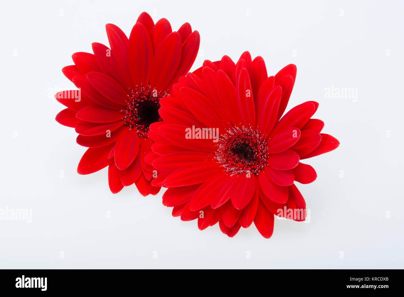 red gerbera daisy flower Stock Photo - Alamy