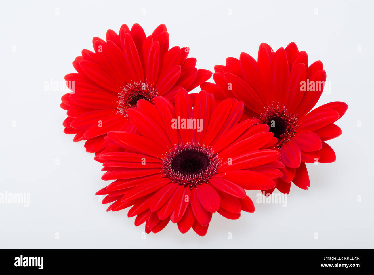 red gerbera daisy flower Stock Photo - Alamy