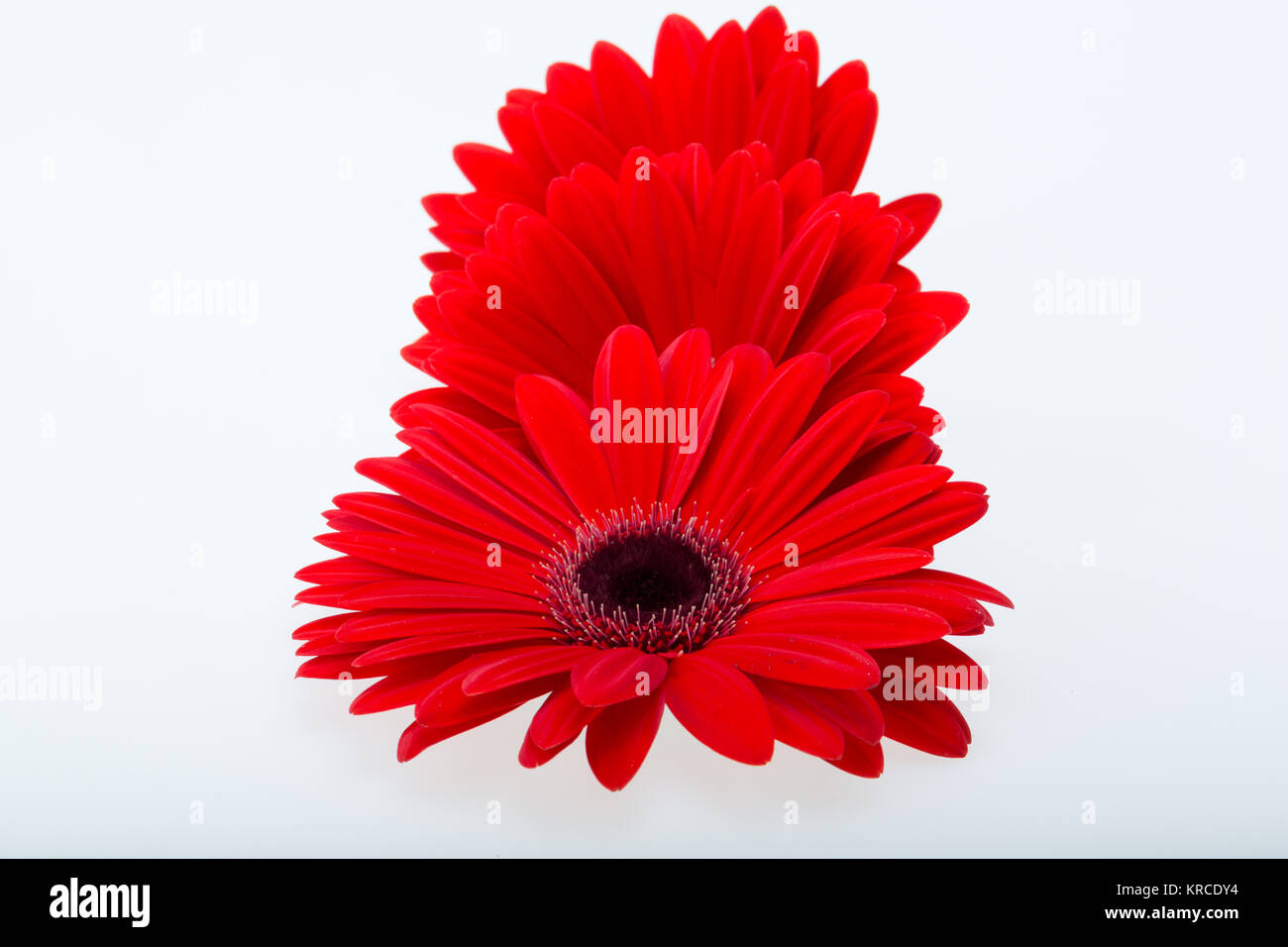 red gerbera daisy flower Stock Photo - Alamy