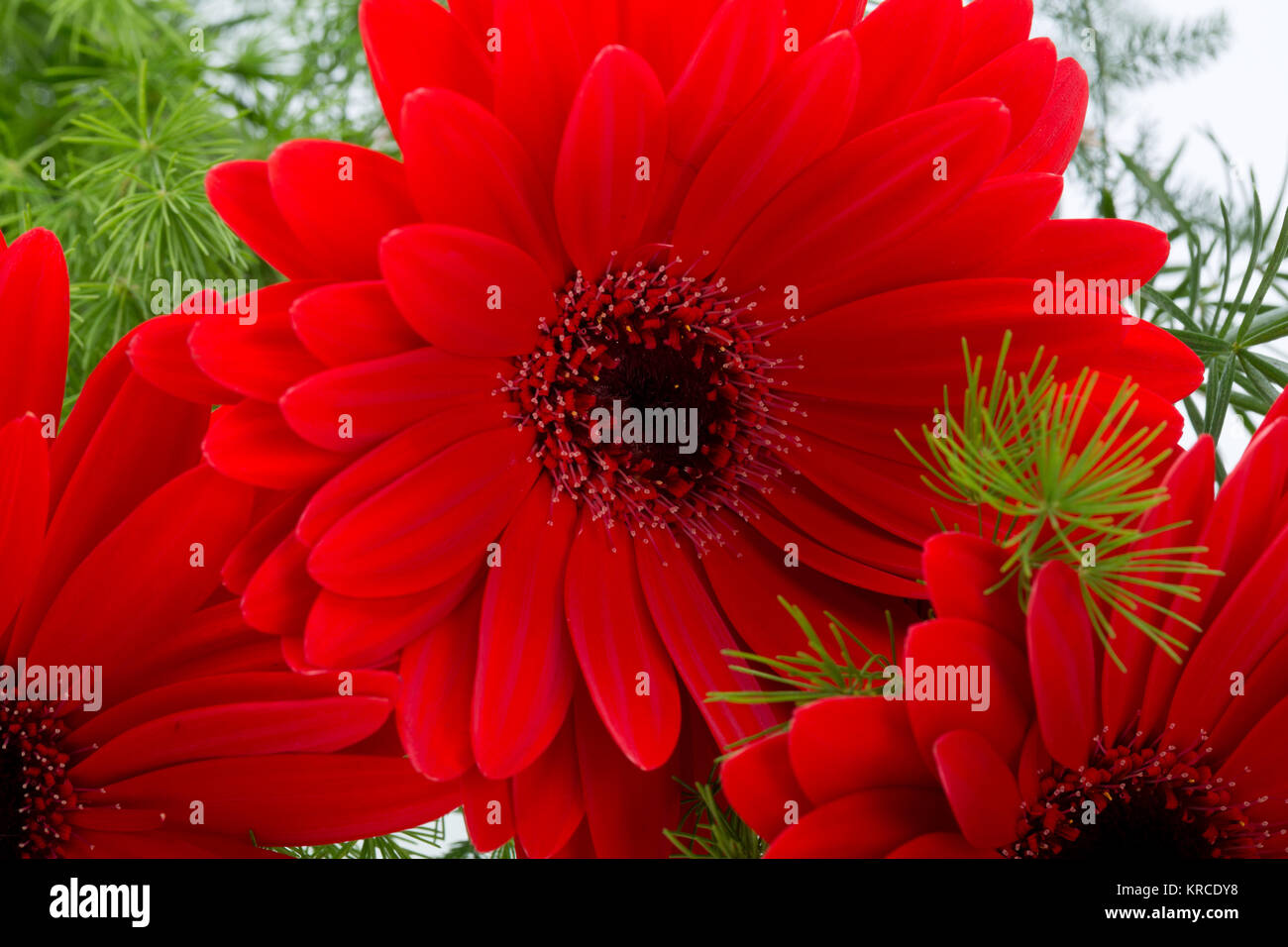 red gerbera daisy flower Stock Photo - Alamy