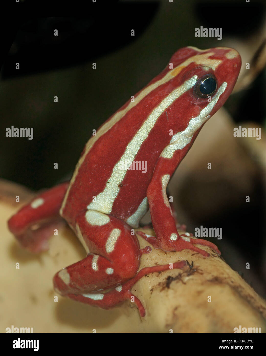 Greenhouse frog hi-res stock photography and images - Alamy