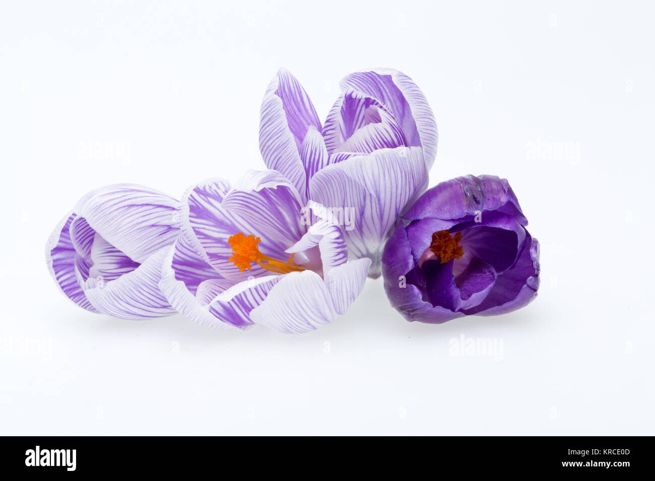 Close-up of blue and white crocus flowers isolated on white Stock Photo ...