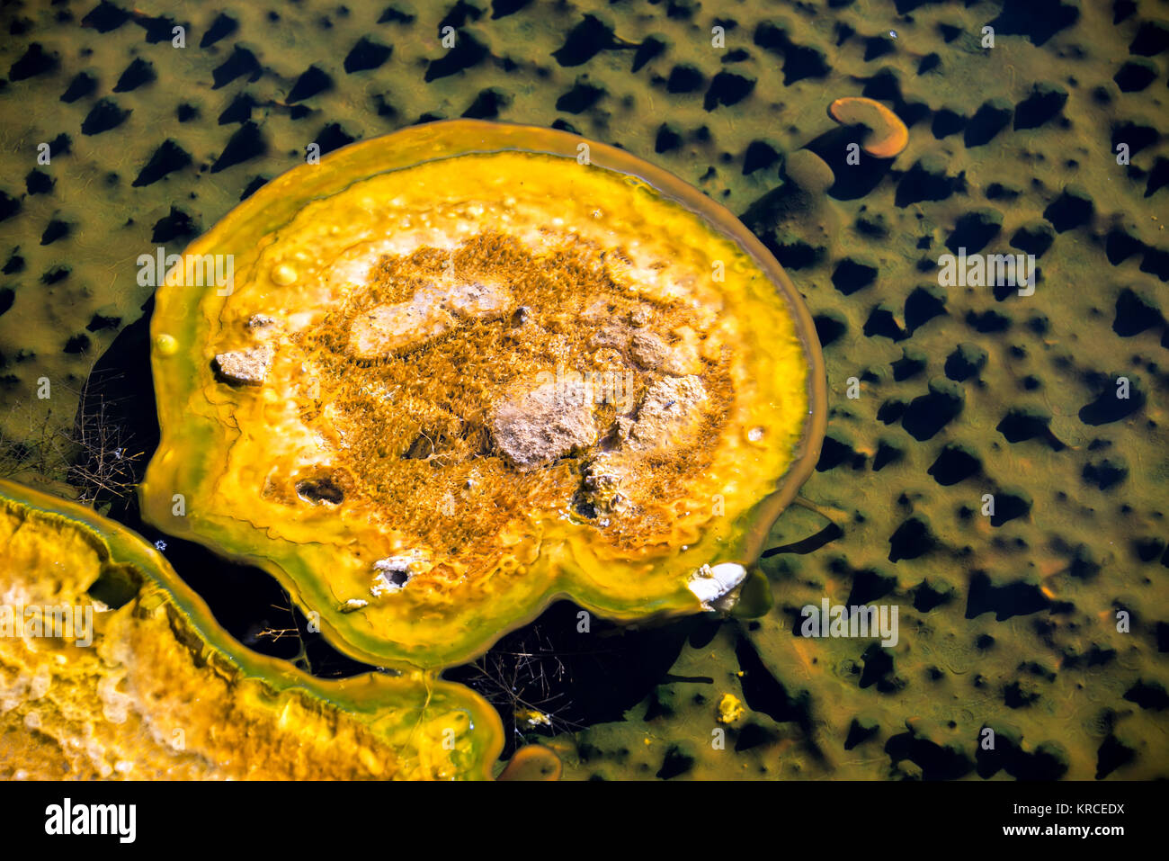 Bacteria mat hi-res stock photography and images - Alamy