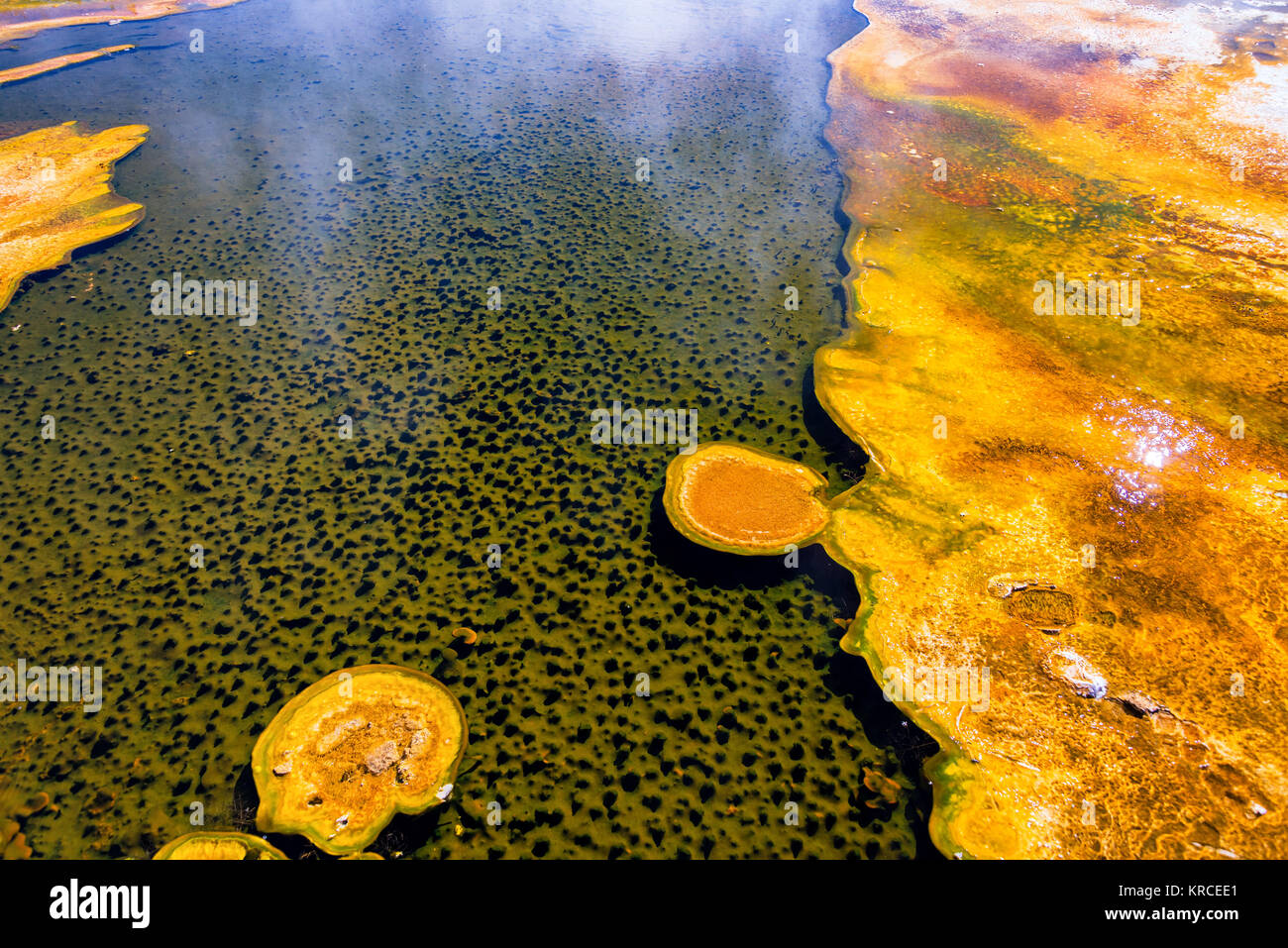 Colorful Bacteria Mat Stock Photo - Alamy