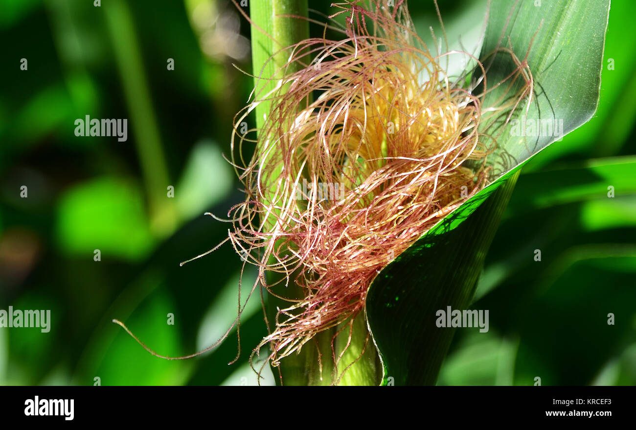 Thread veins hi-res stock photography and images - Alamy