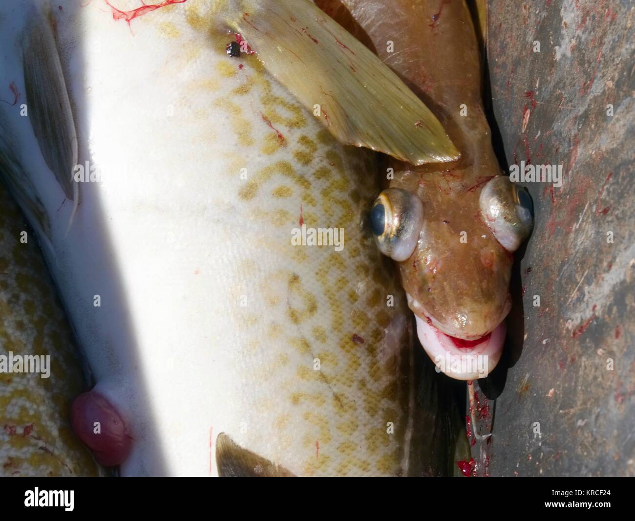 Freshly caught cod fish in black plastic crate with other catches. The ...