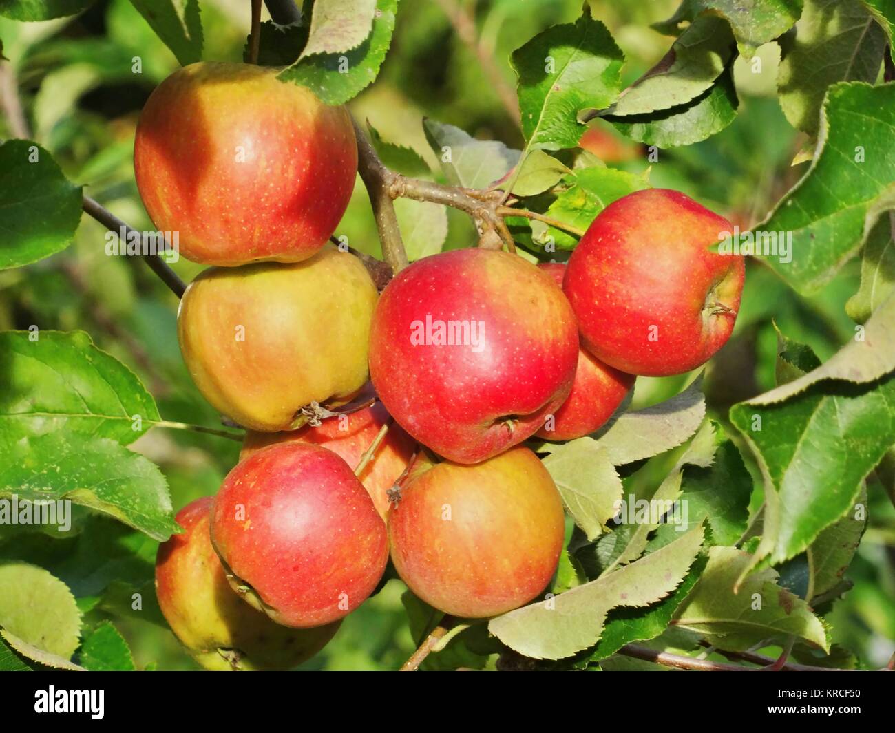apple tree in the autumn Stock Photo - Alamy