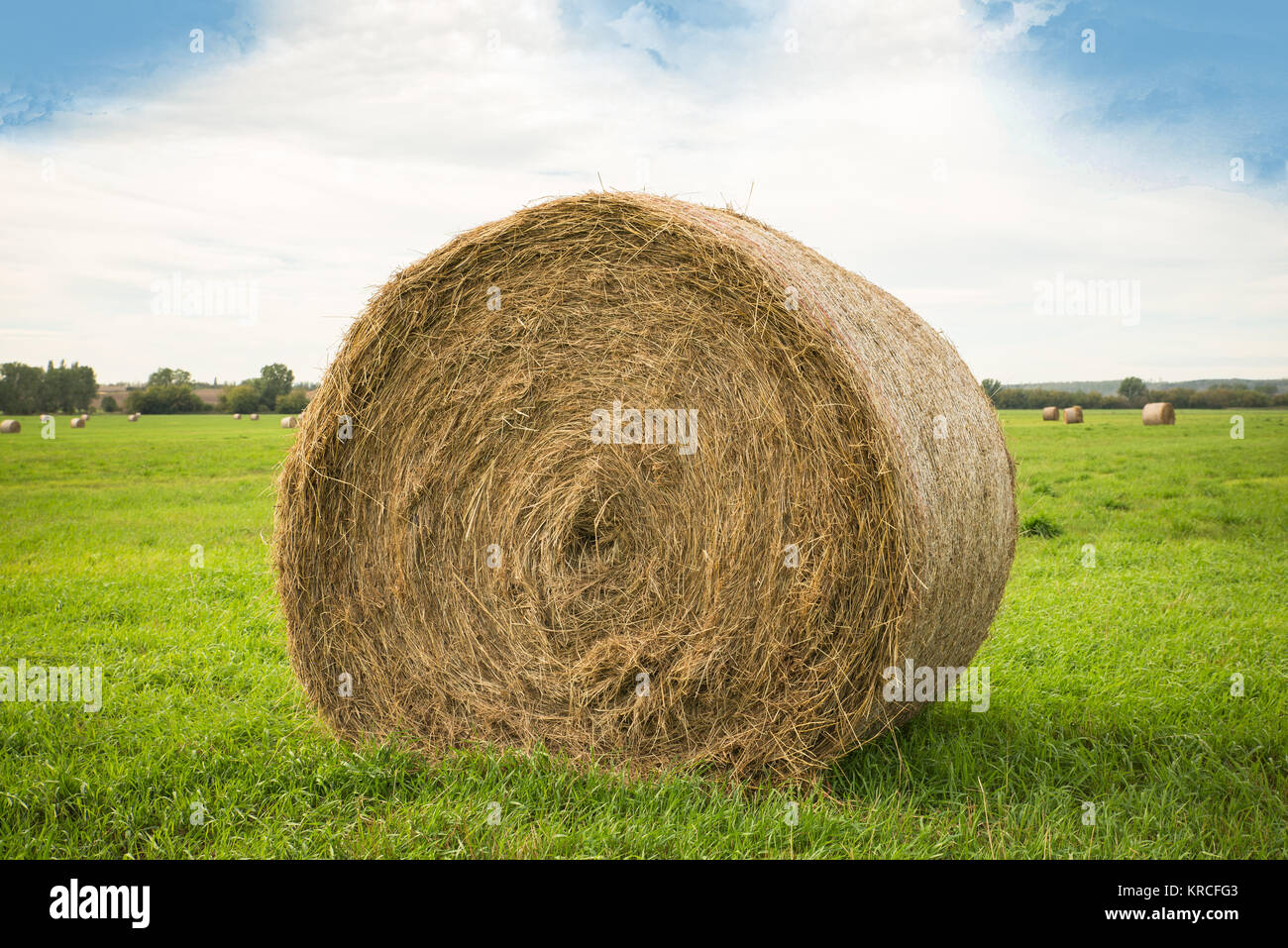 single hay bales Stock Photo - Alamy