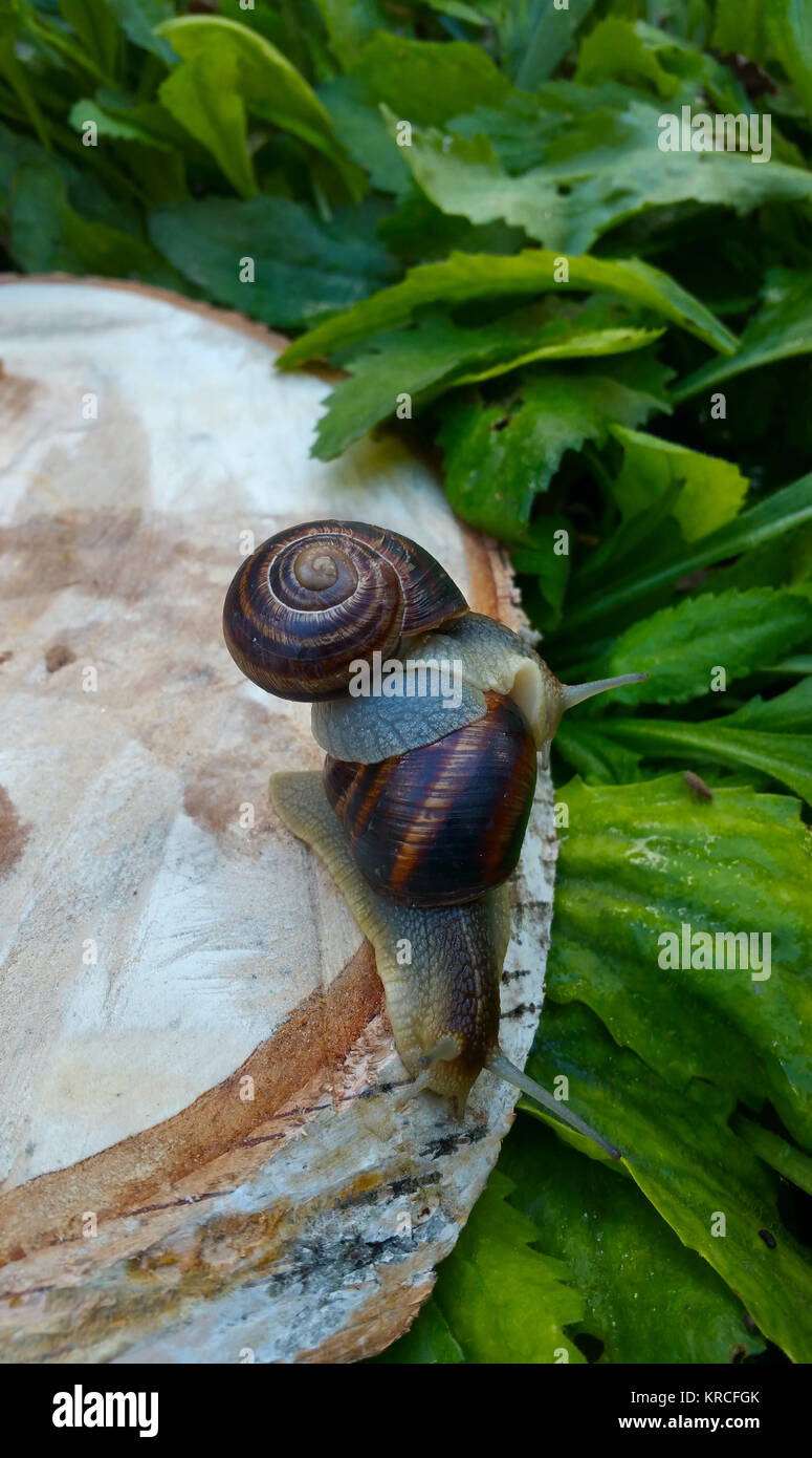 Snail green leaf live escargot hi-res stock photography and images - Alamy