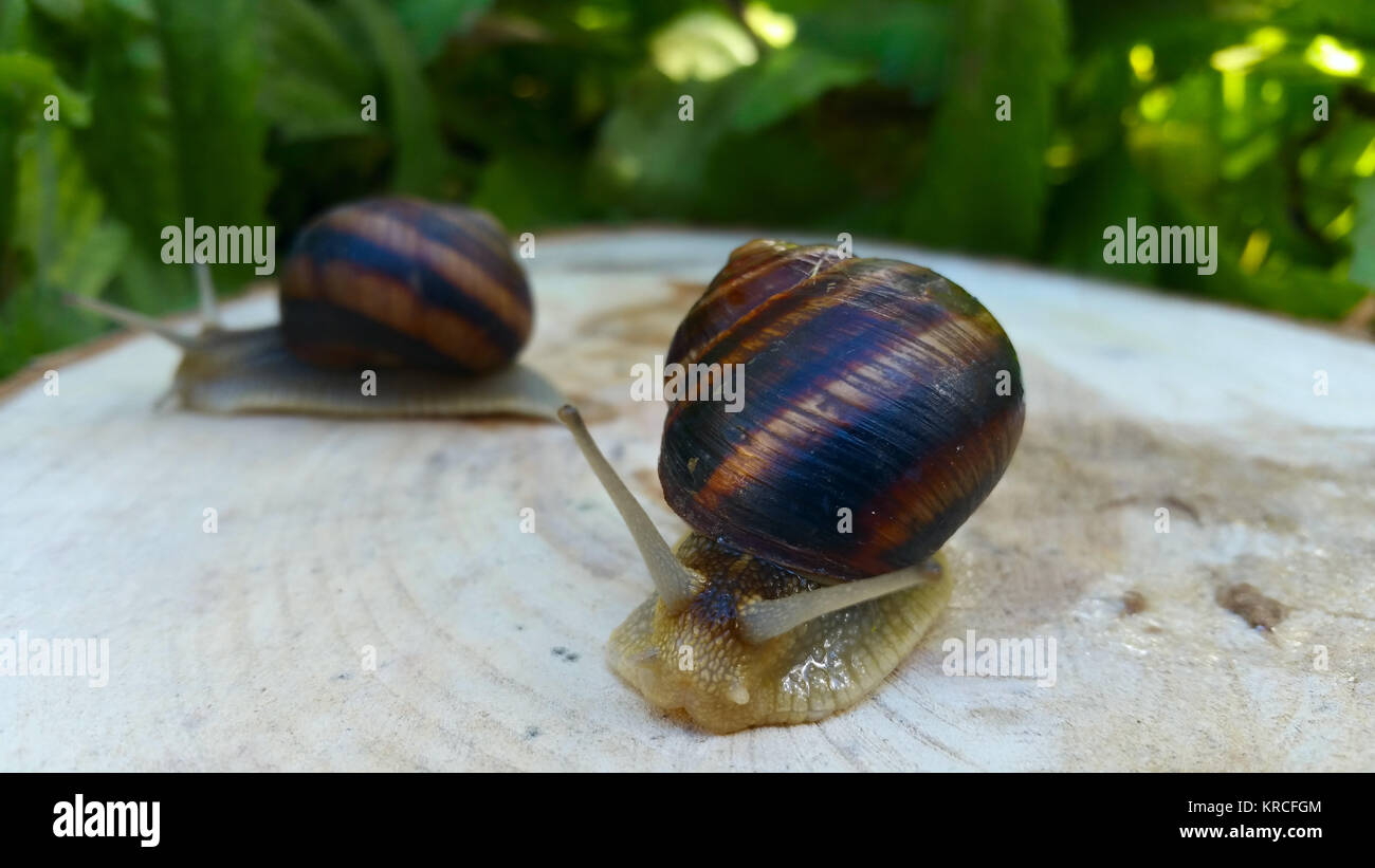 Brown snail on the stump of the tree Stock Photo - Alamy