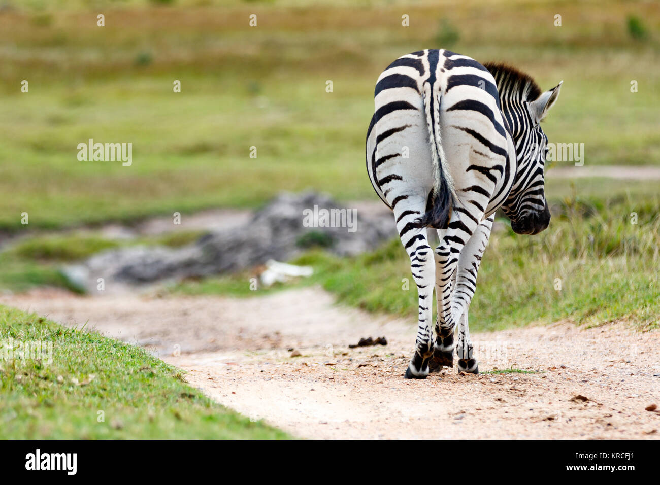 Zebra Taking a Walk Stock Photo - Alamy