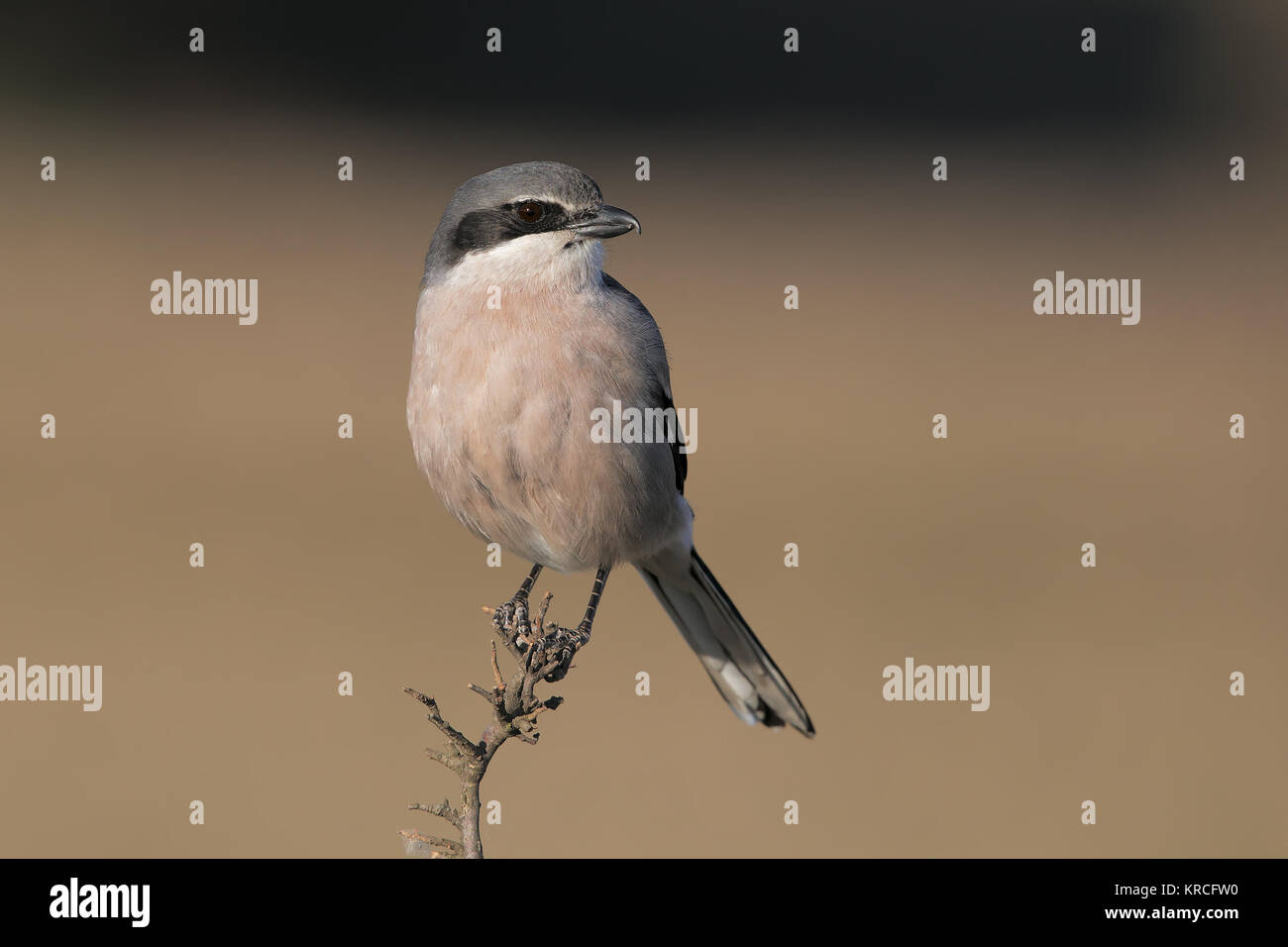 Southern Grey Shrike Stock Photo - Alamy