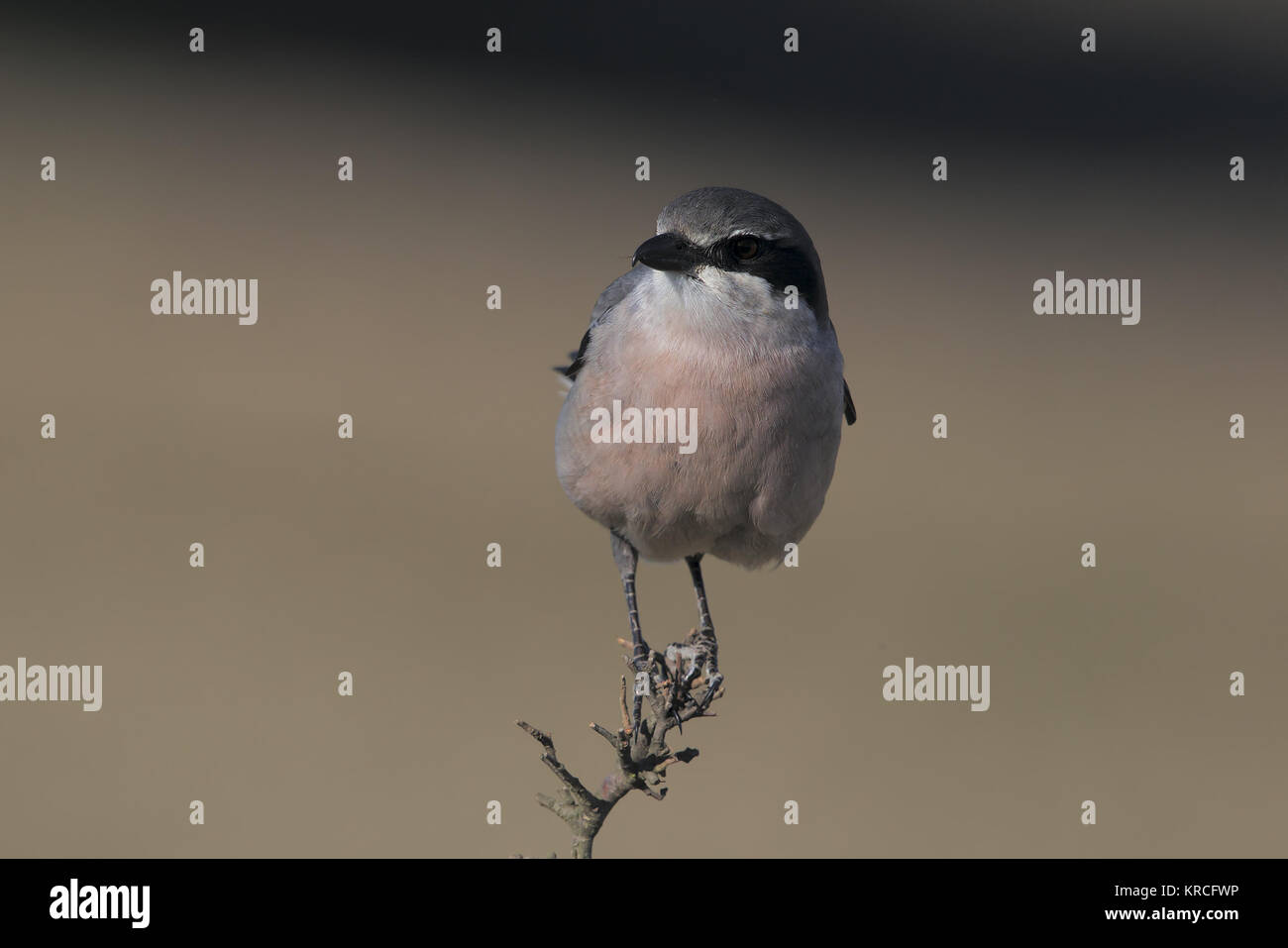 Southern Grey Shrike Stock Photo - Alamy