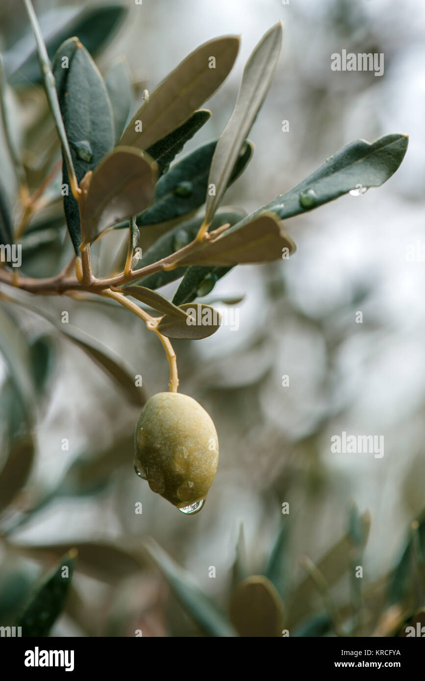 Ripe green olive fruit on branch of the tree cultivated in organic ...