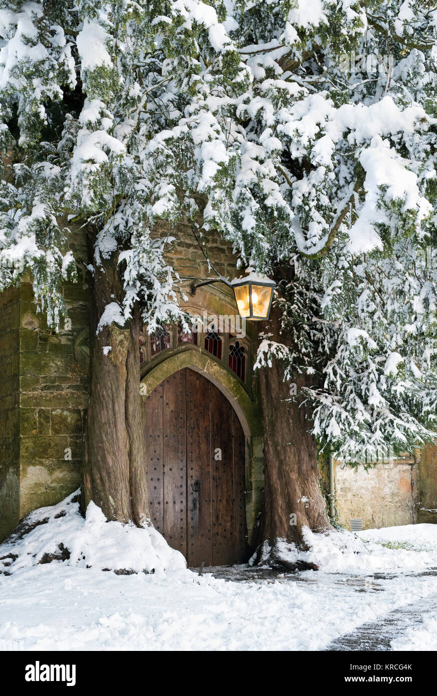 Yew tree and snow hi-res stock photography and images - Alamy