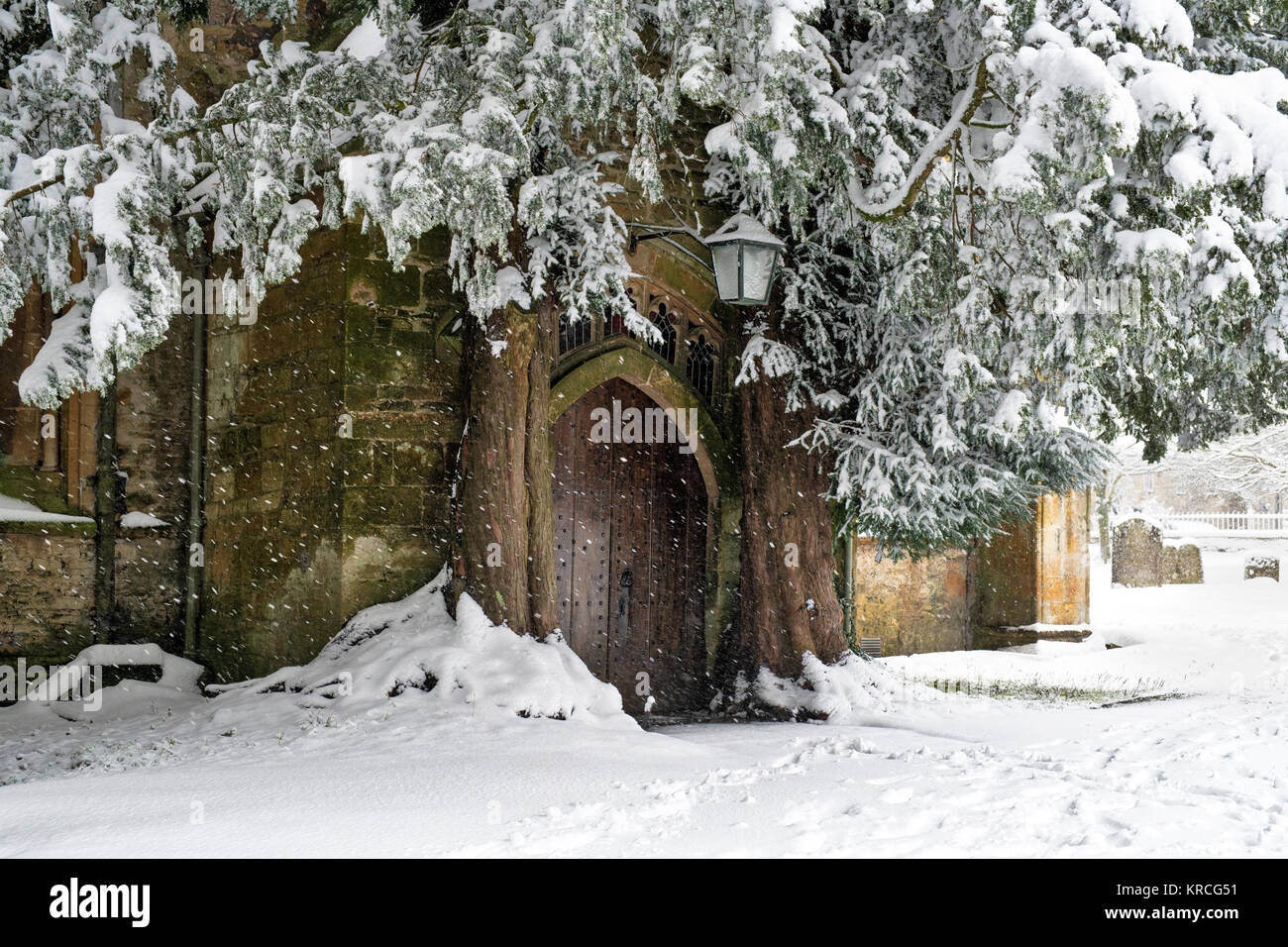 Yew tree in winter hi-res stock photography and images - Alamy