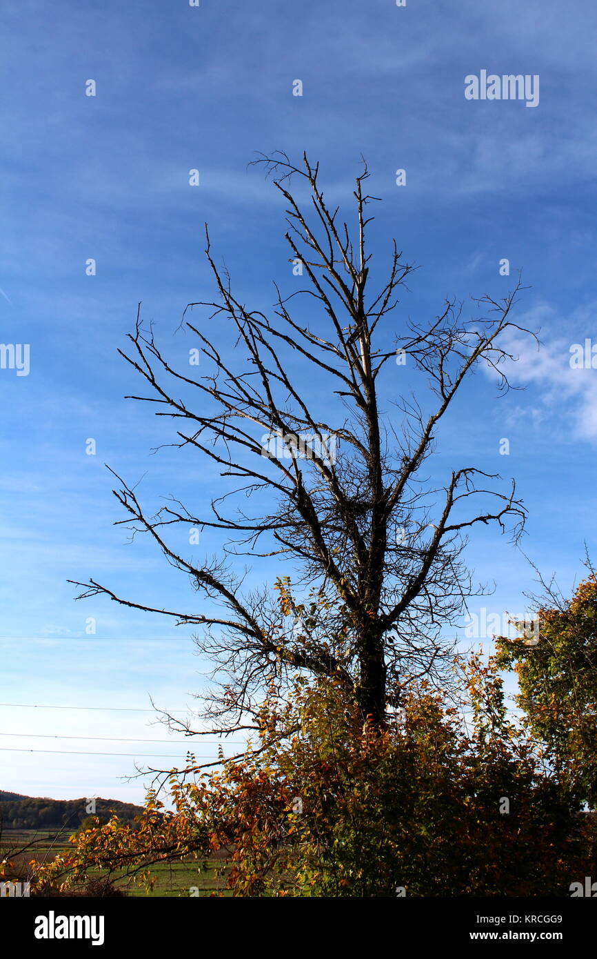 Large old completely dried tree with fallen leaves and partially broken ...
