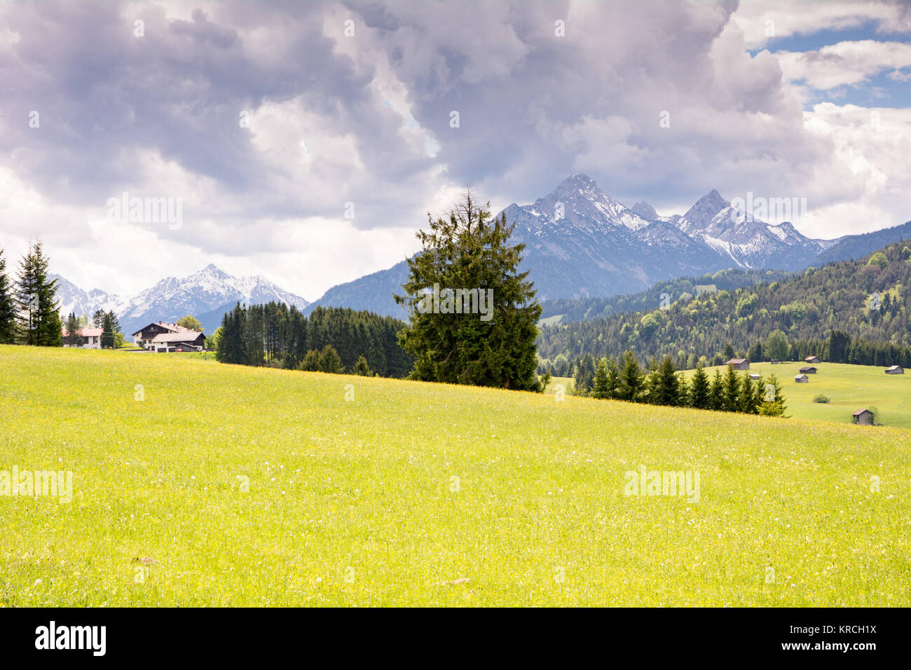Pasture in the alps of Bavaria Stock Photo - Alamy