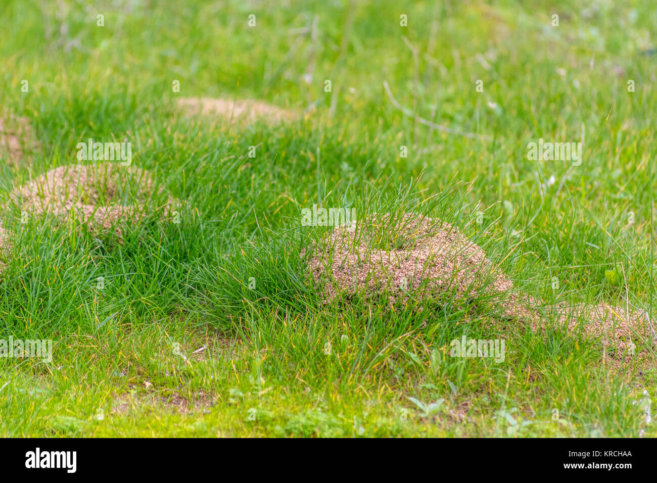 Ant nest in the countryside .Corfu Greece Stock Photo - Alamy