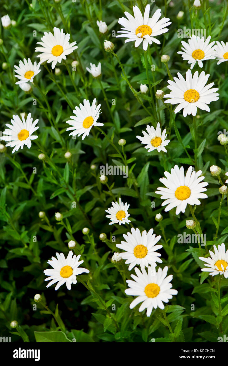 Daisies background in Spring Stock Photo - Alamy
