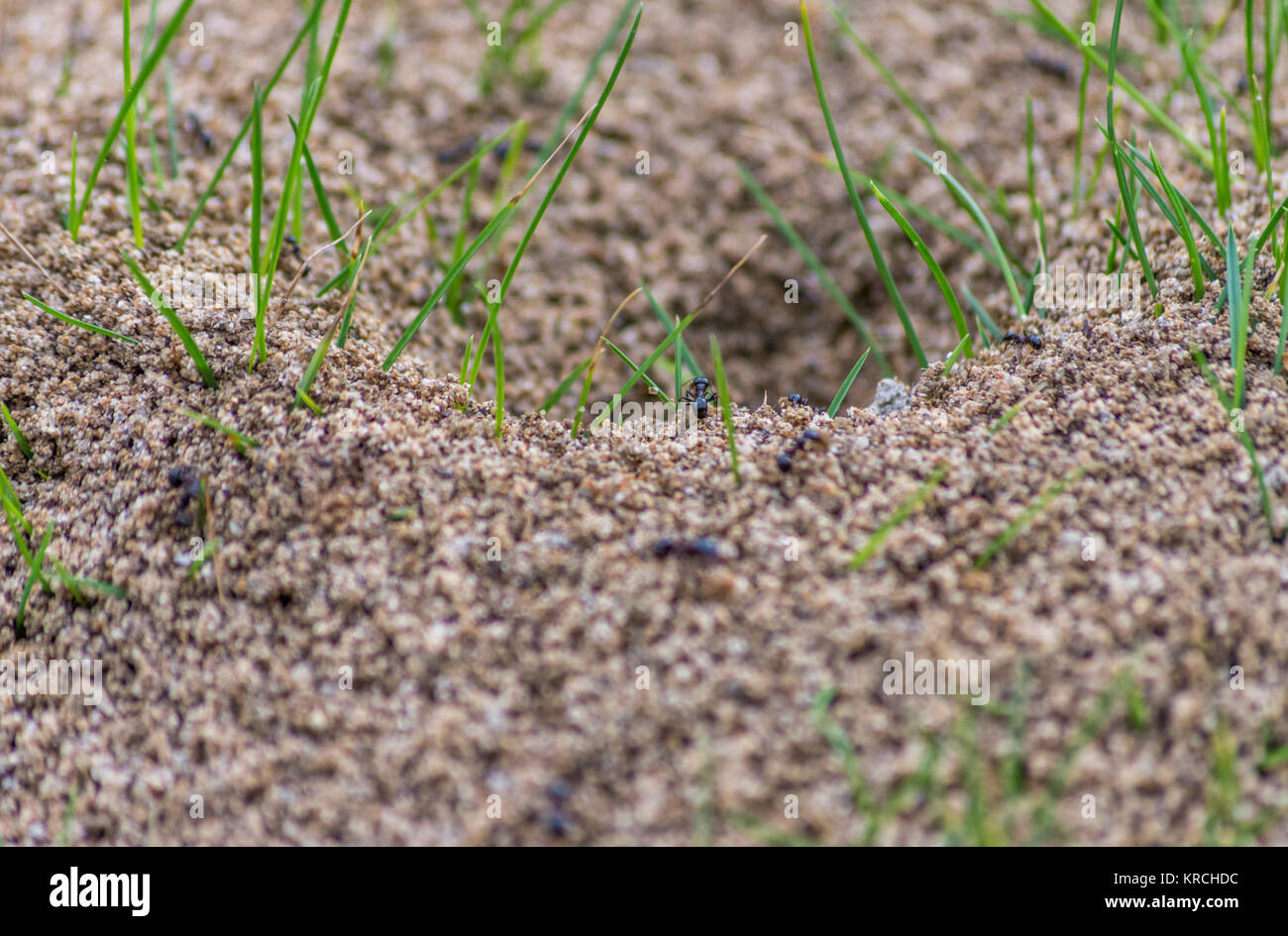 Ant nest in the countryside .Corfu Greece Stock Photo - Alamy