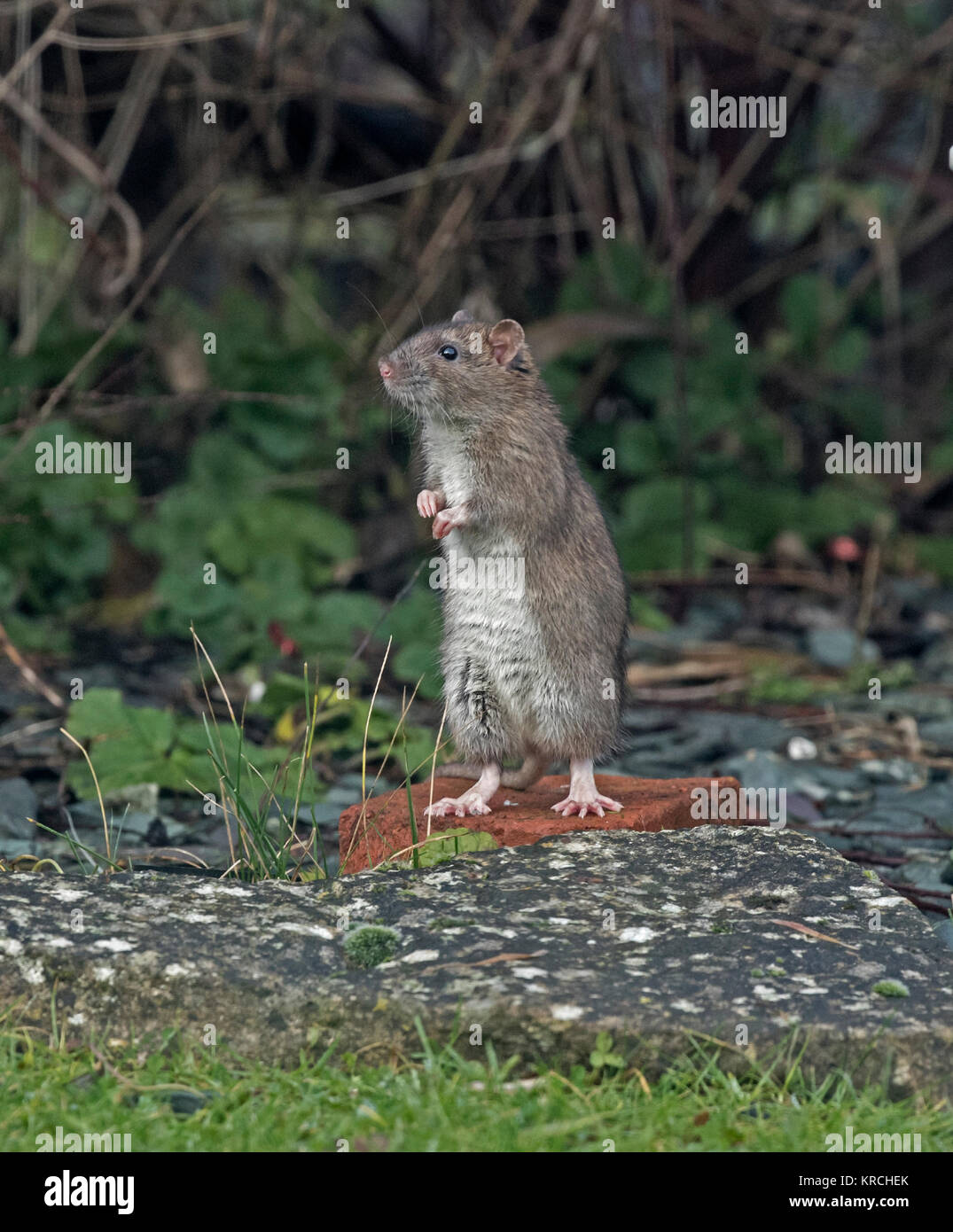 Rat Rattus norvegisus stood upright Stock Photo - Alamy