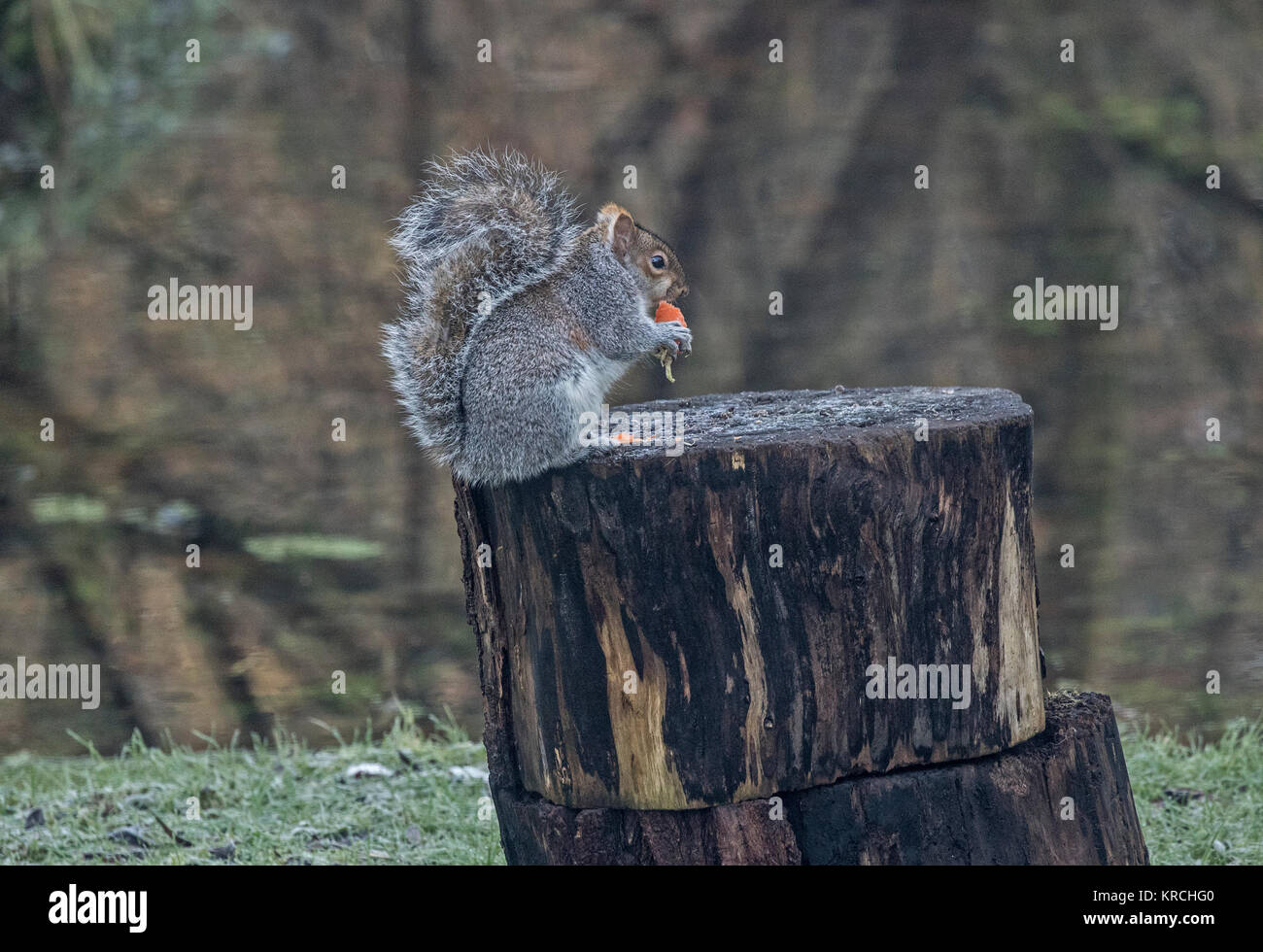 Grey squirrel sat on stump eating carrots Stock Photo - Alamy