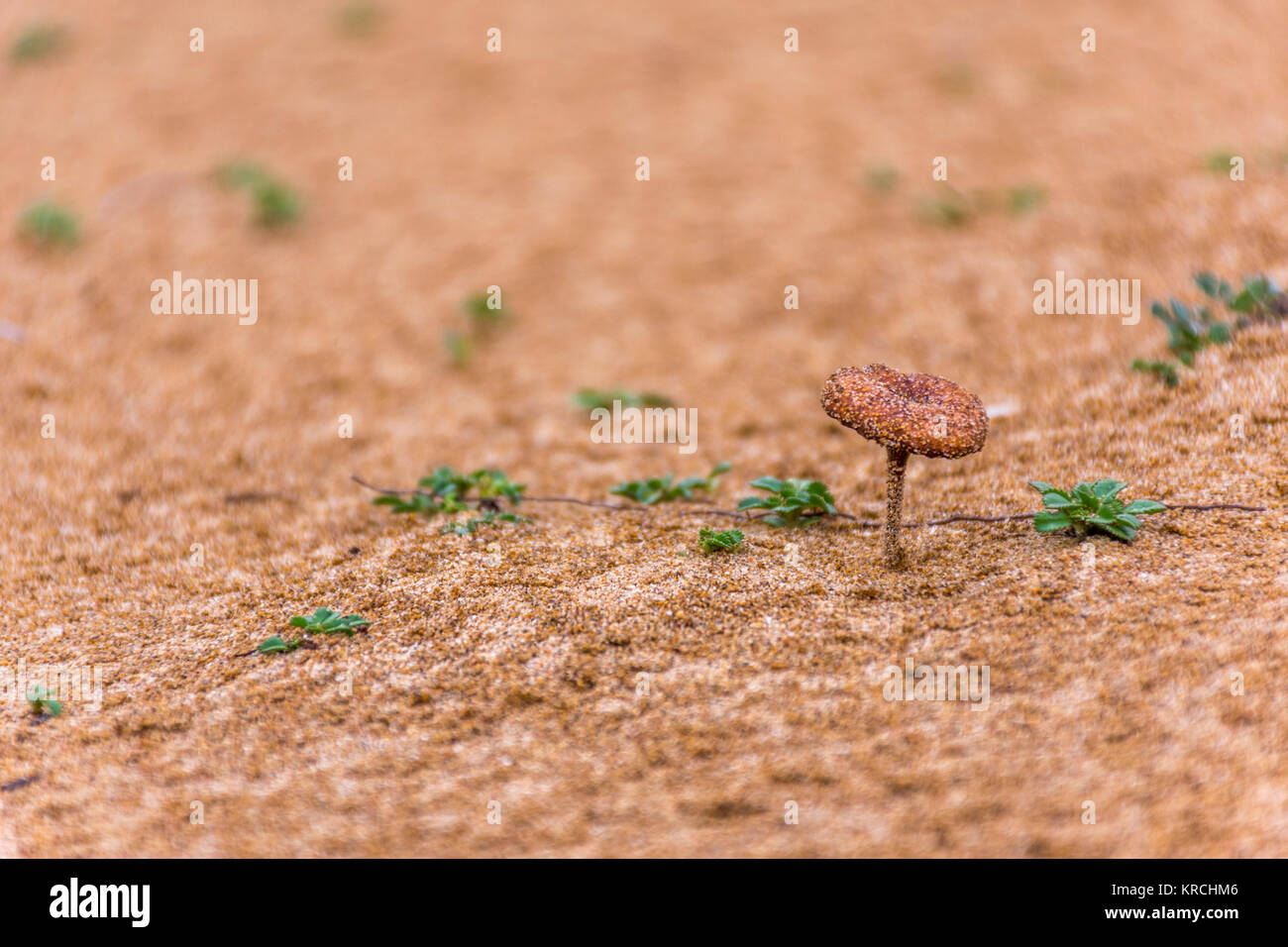 Desert Mushrooms