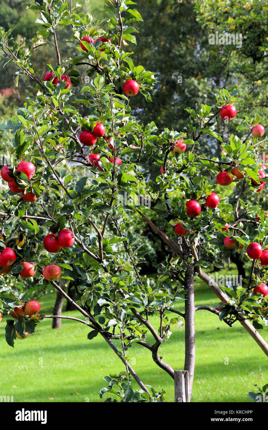 apple tree in geiranger,norway Stock Photo - Alamy