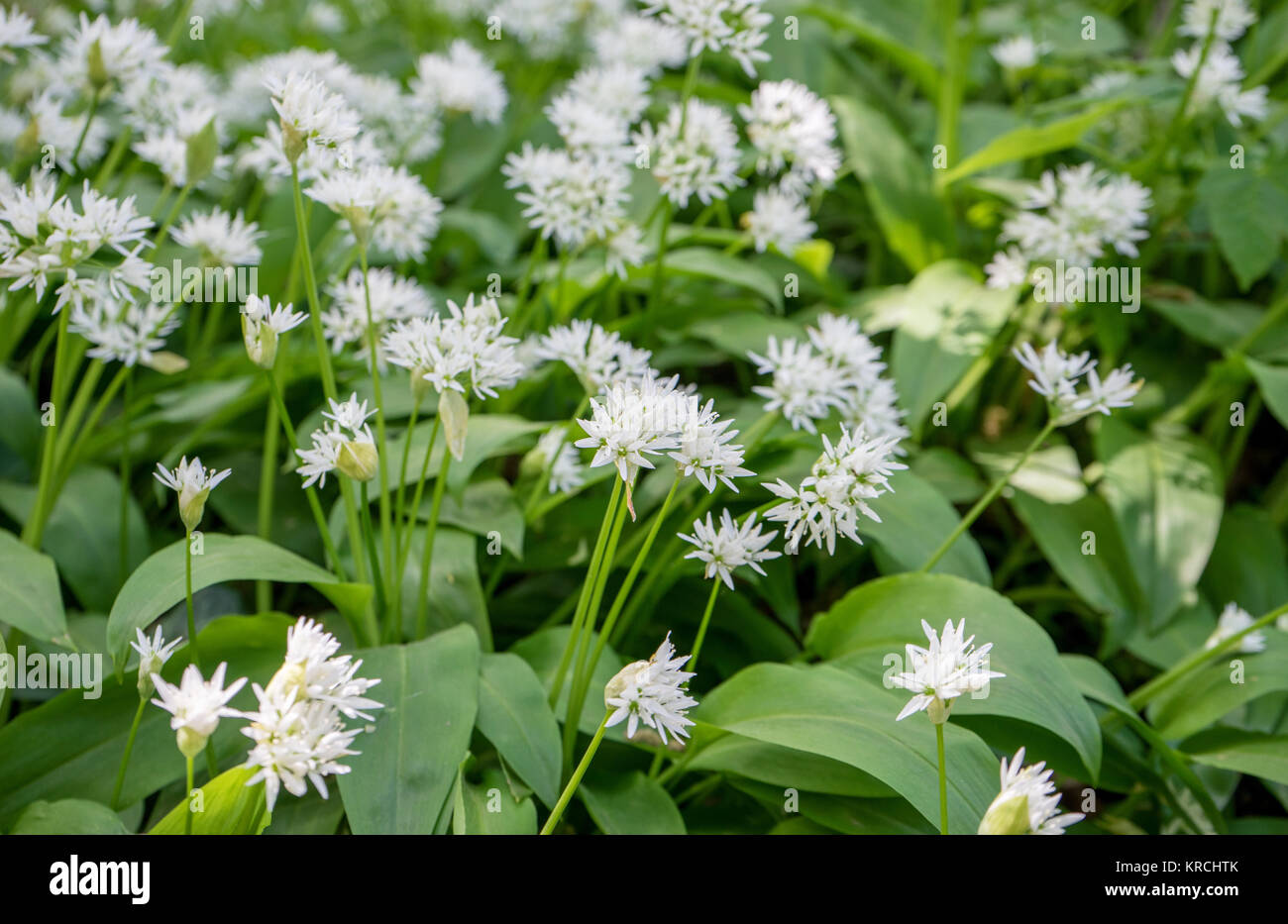white flowering wild garlic Stock Photo - Alamy