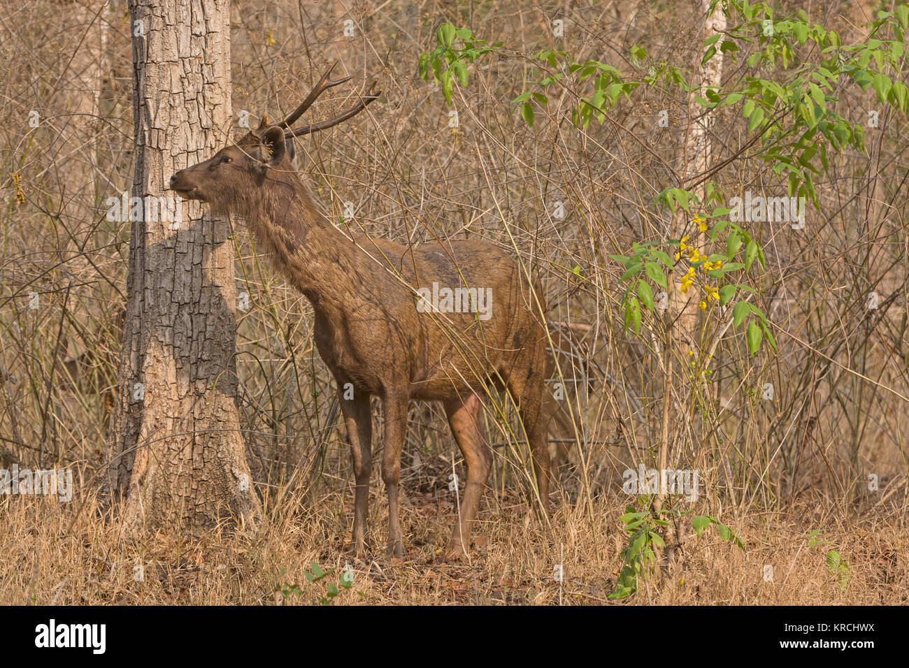 Sambar Deer in the Forest Stock Photo - Alamy