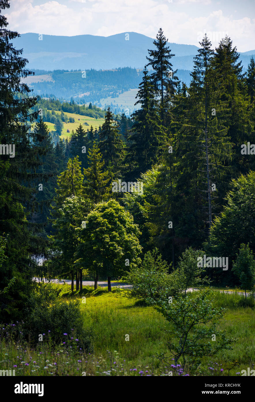 spot of light on some trees in forest. beautiful summer nature scenery ...