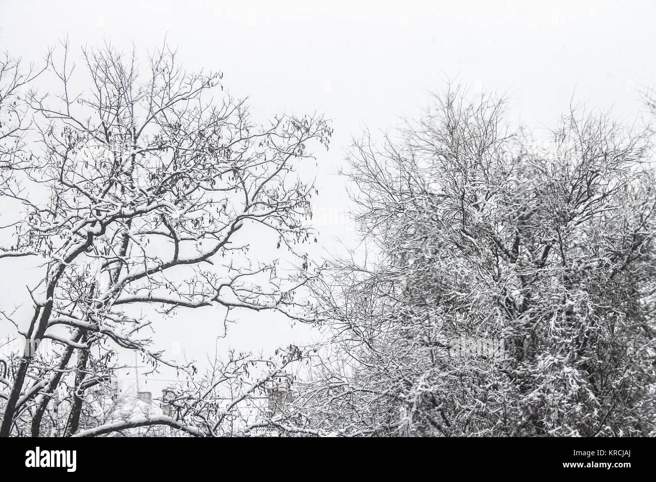 First snow. Snow flakes in the air. White branches on the trees. Winter ...