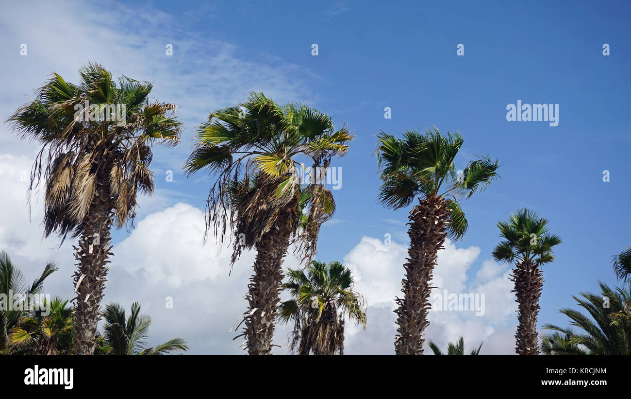 african palm tree on cape verde Stock Photo - Alamy