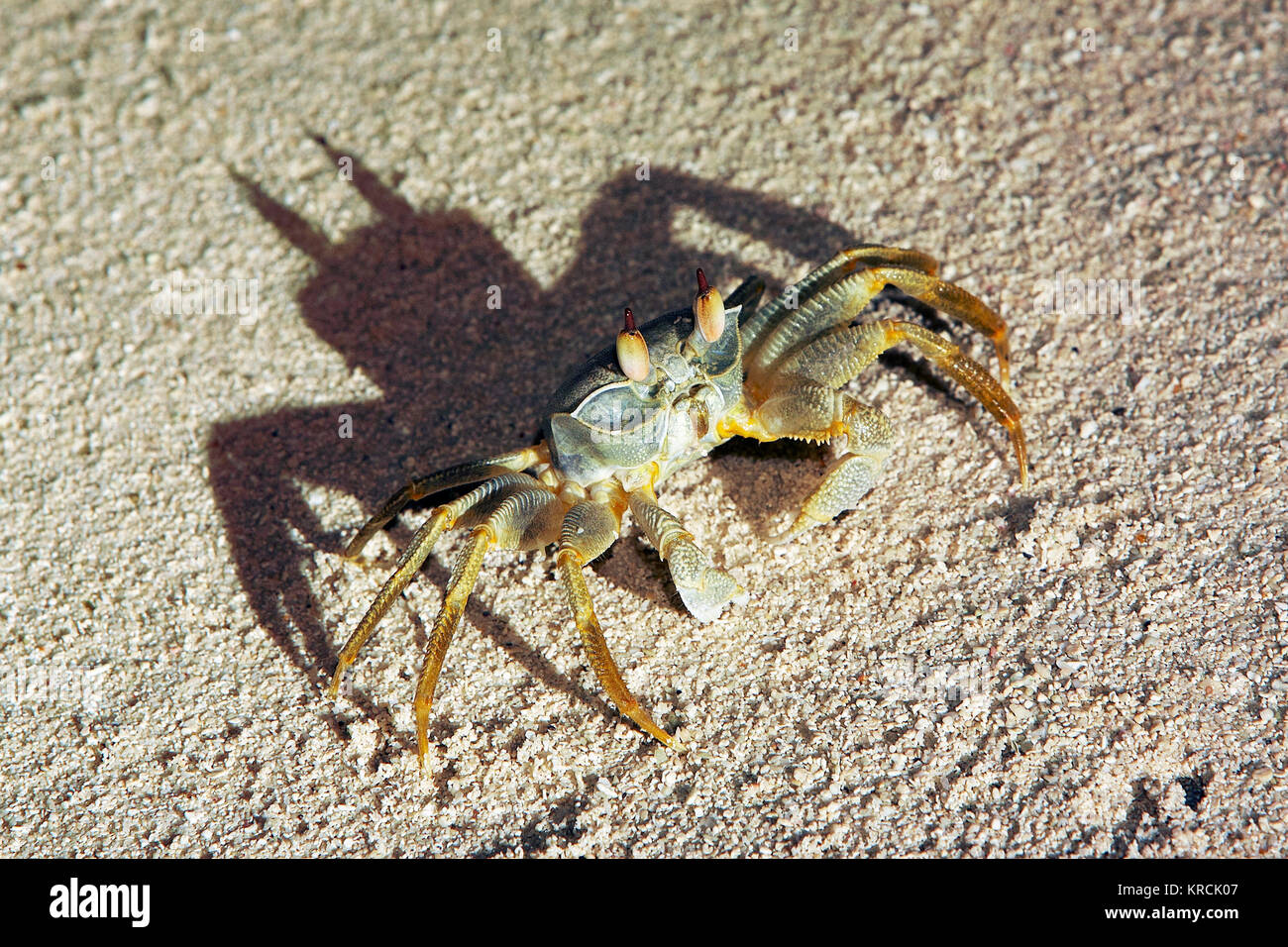 Ghost crab digging hole sand hi-res stock photography and images - Alamy