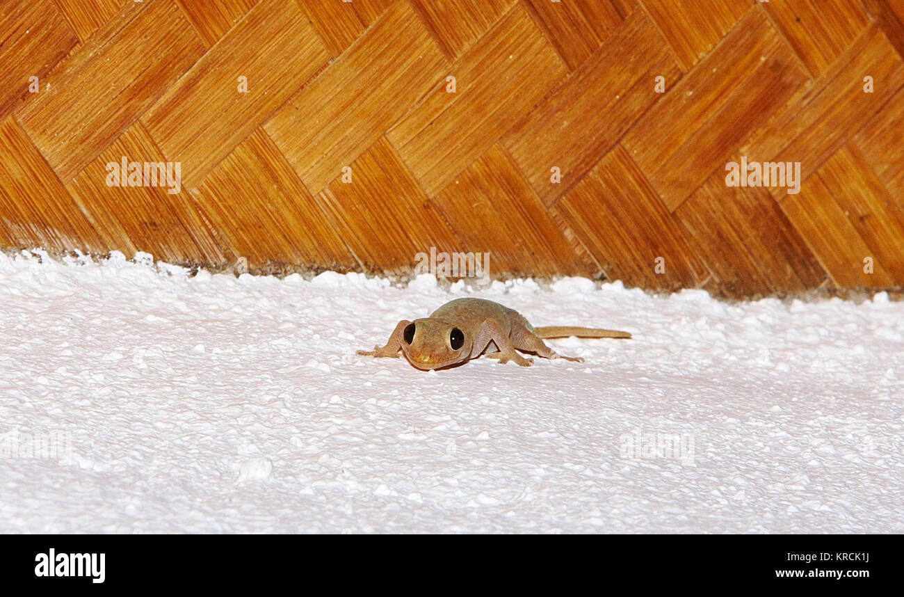 Image made by smartphone. Lizard on a sand Stock Photo - Alamy