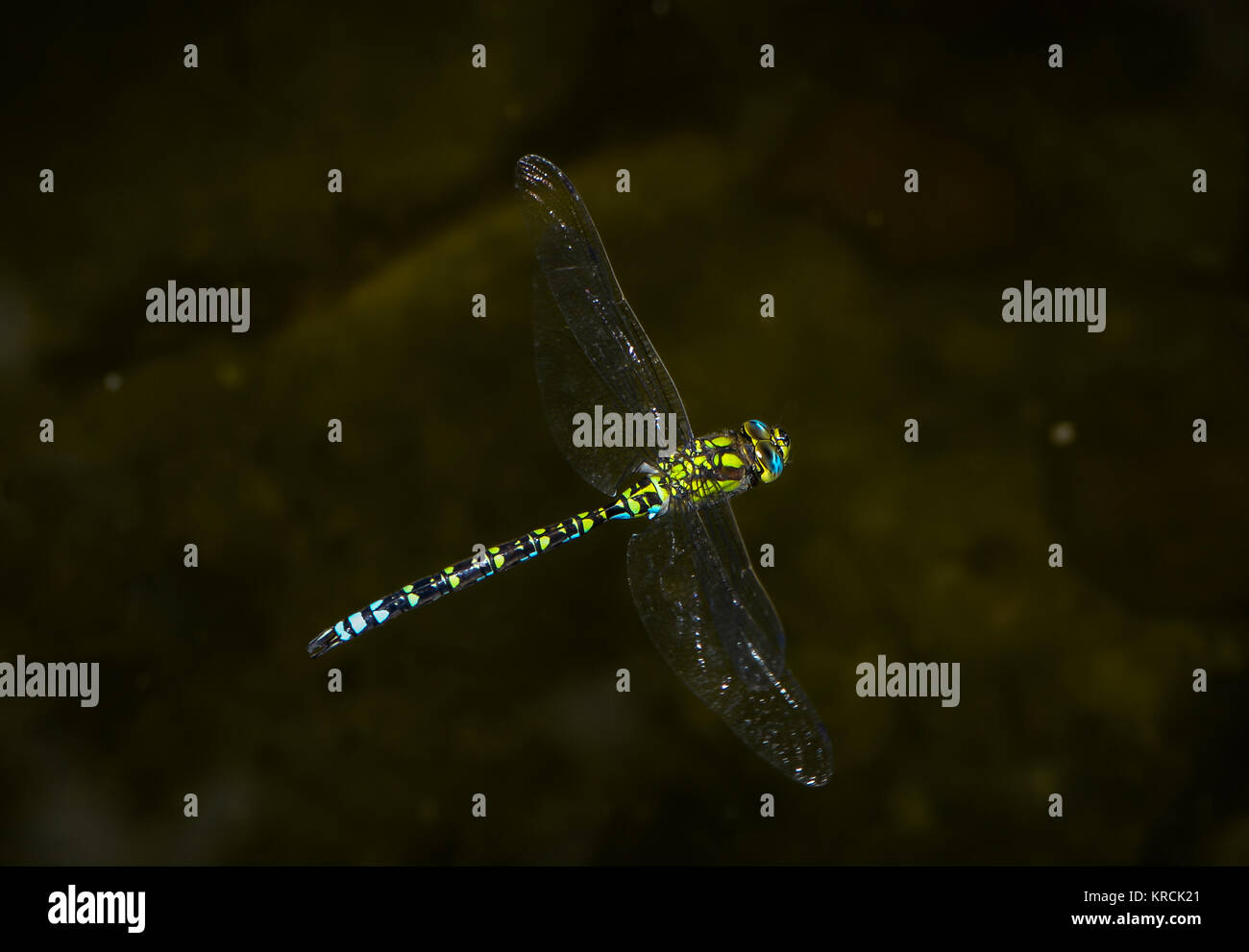 mosaic virgin in flight Stock Photo - Alamy