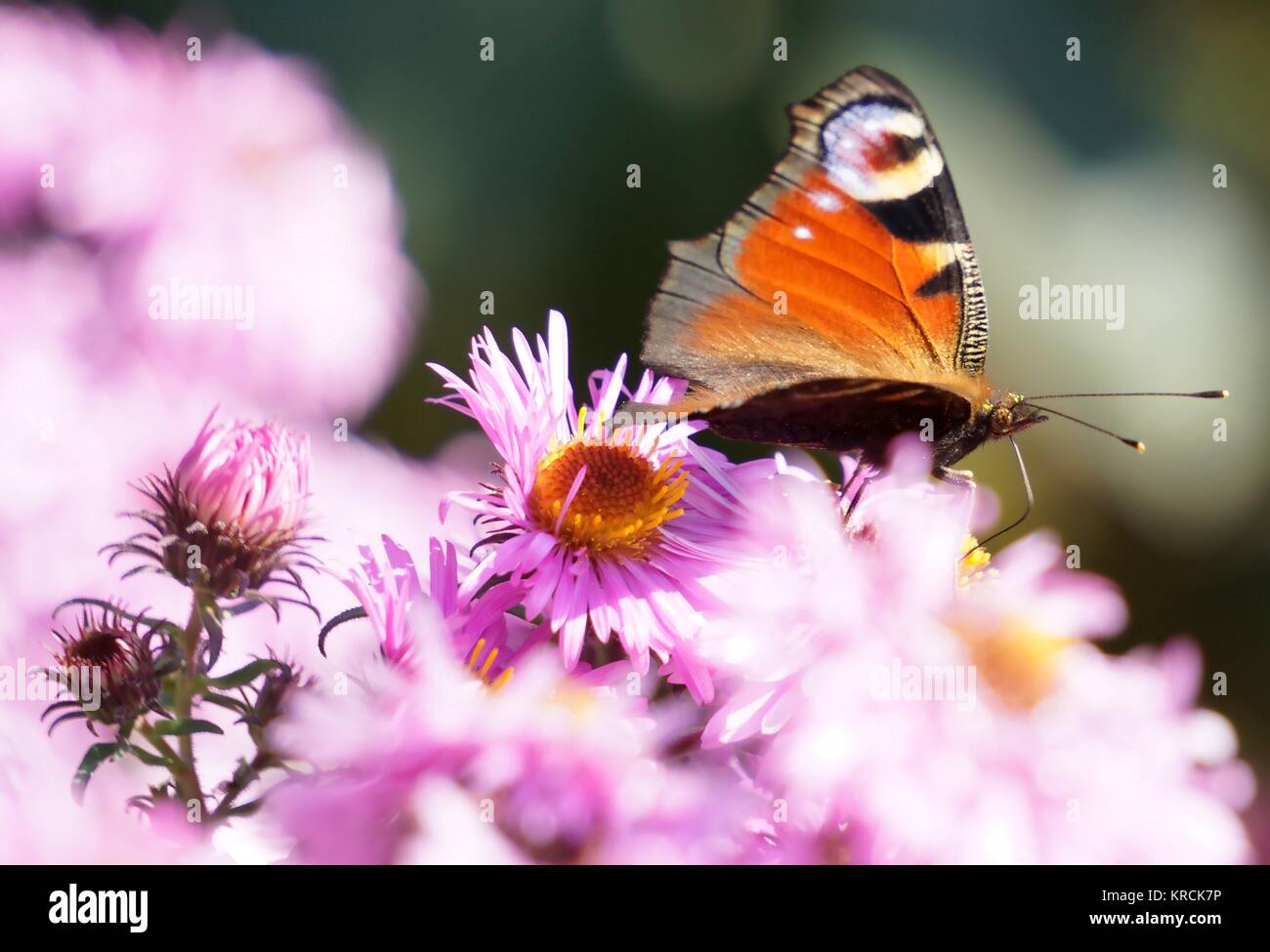 Heaven butterfly hi-res stock photography and images - Alamy