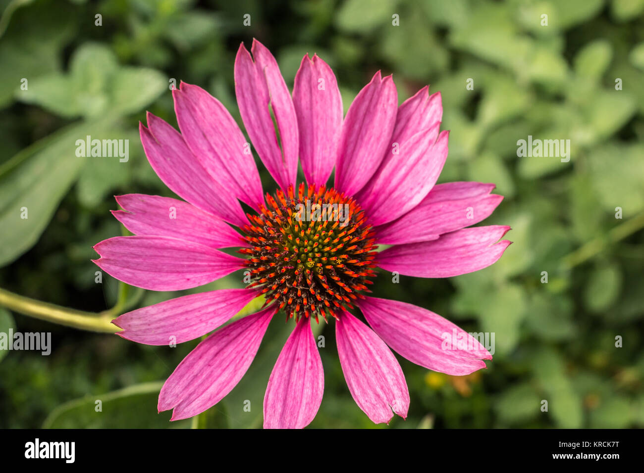 Violet flower on the green field of the park Stock Photo - Alamy