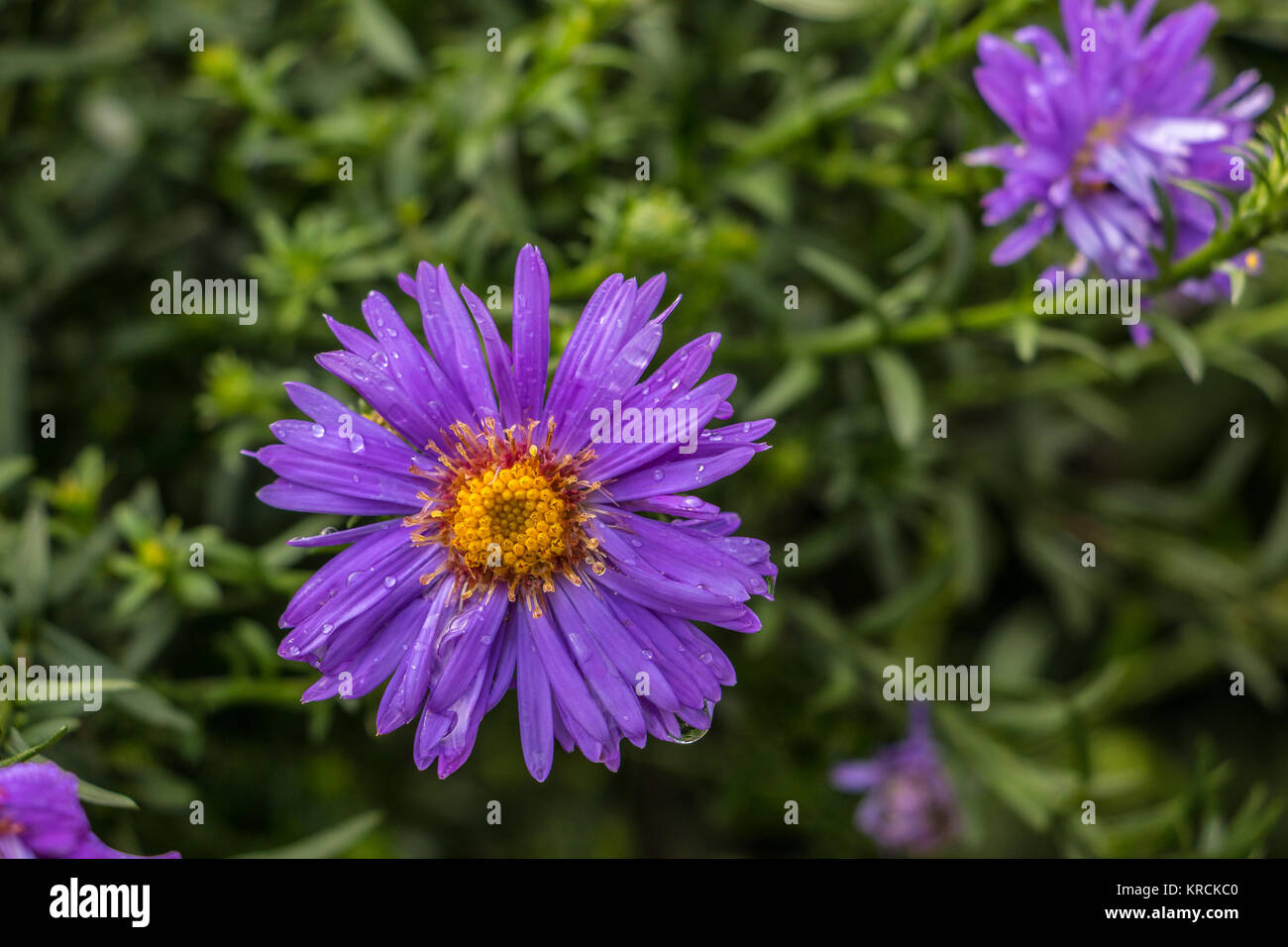 Violet flowers on the green field of the park Stock Photo - Alamy
