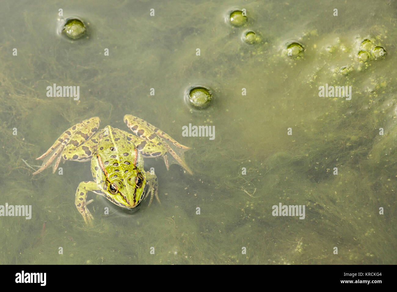 Green frog in the water full of frogspawn Stock Photo - Alamy