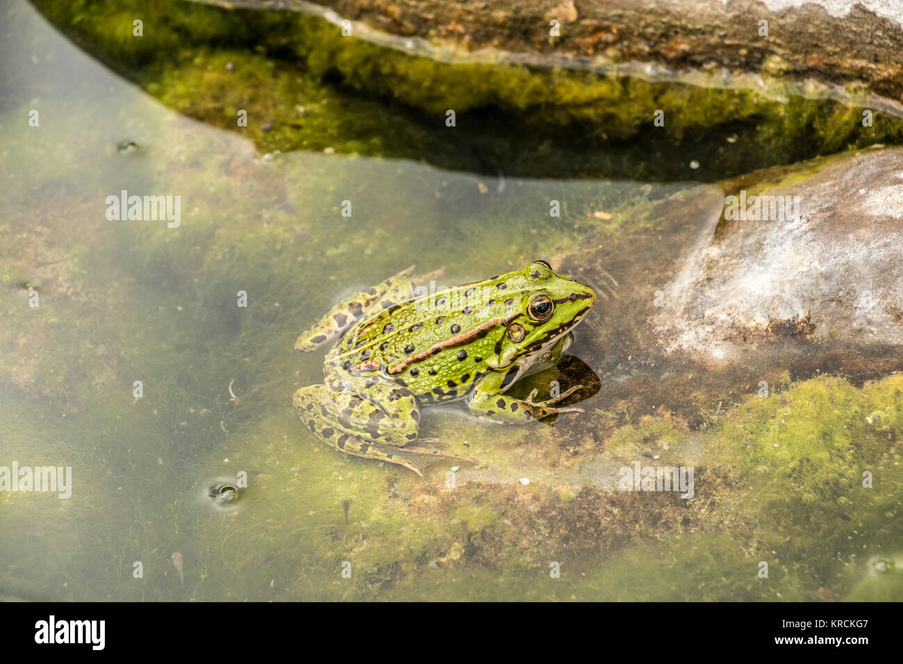 Green frog in the water full of frogspawn Stock Photo - Alamy