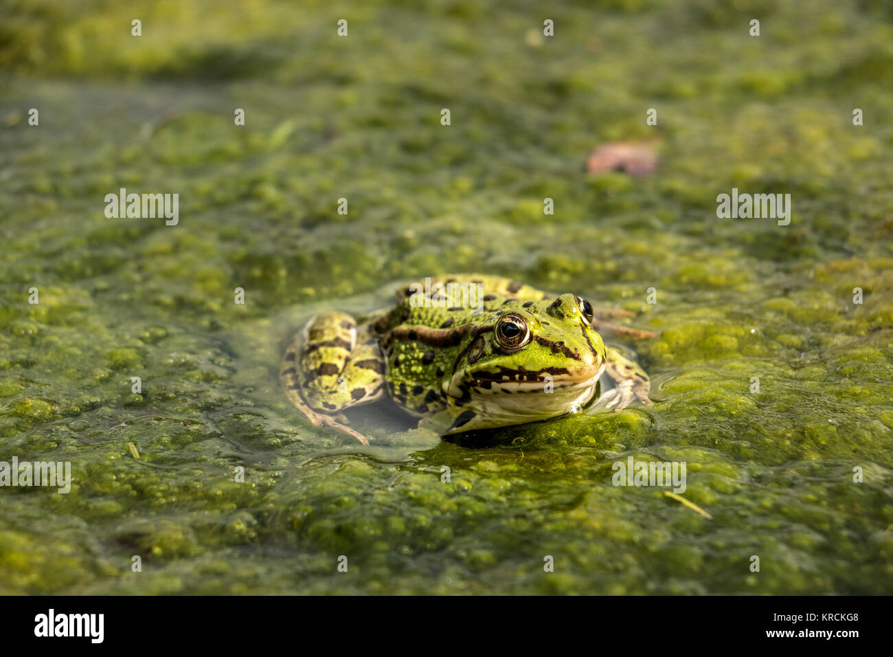 Green frog in the water full of frogspawn Stock Photo - Alamy