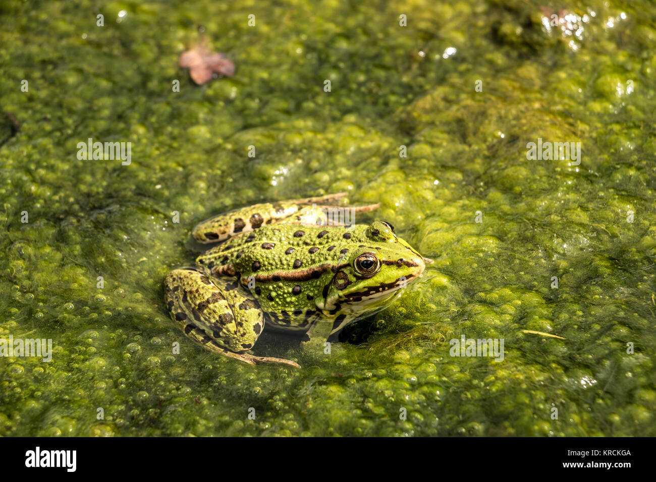 Green frog in the water full of frogspawn Stock Photo - Alamy
