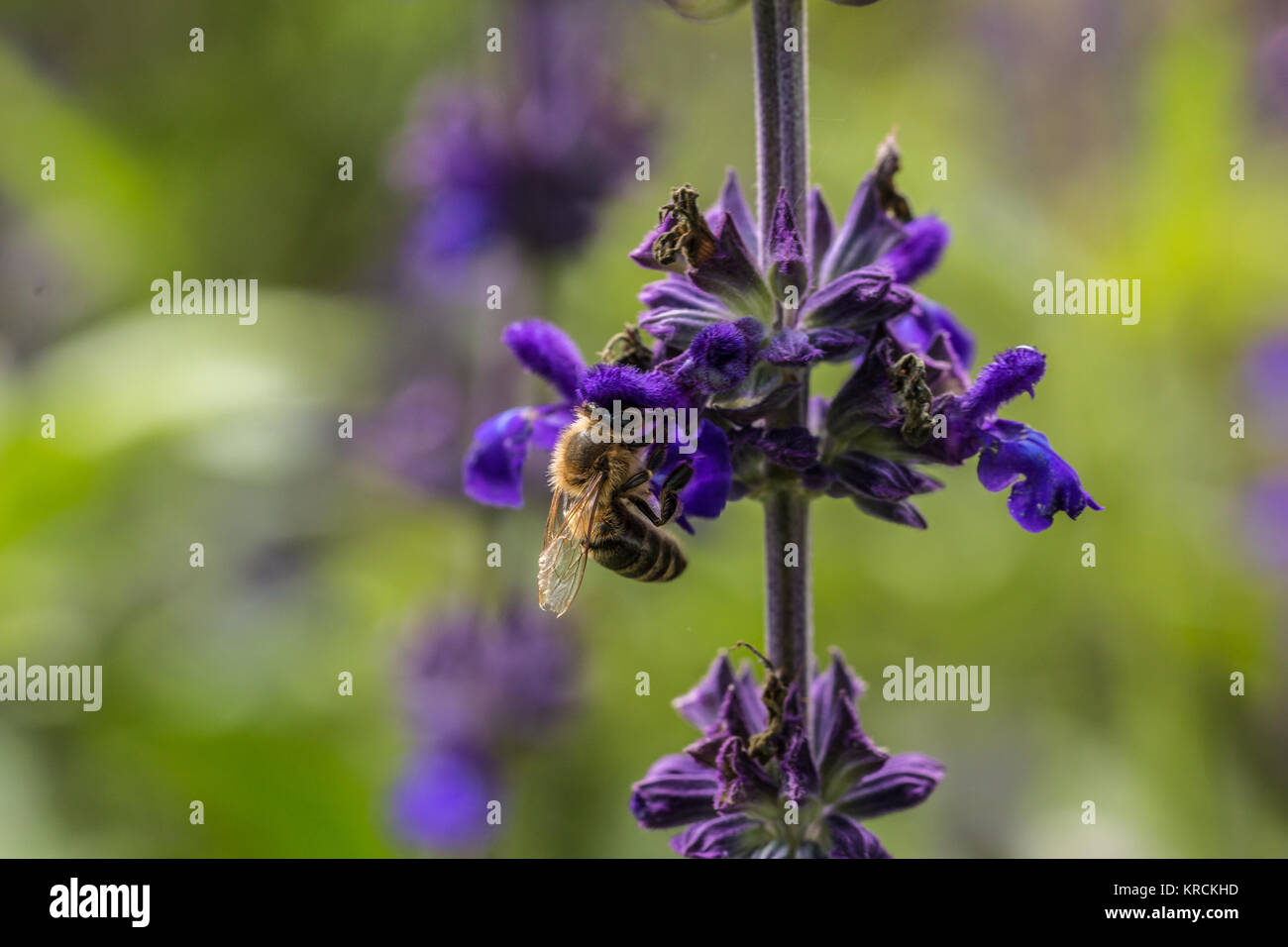 Violette bienen hi-res stock photography and images - Alamy